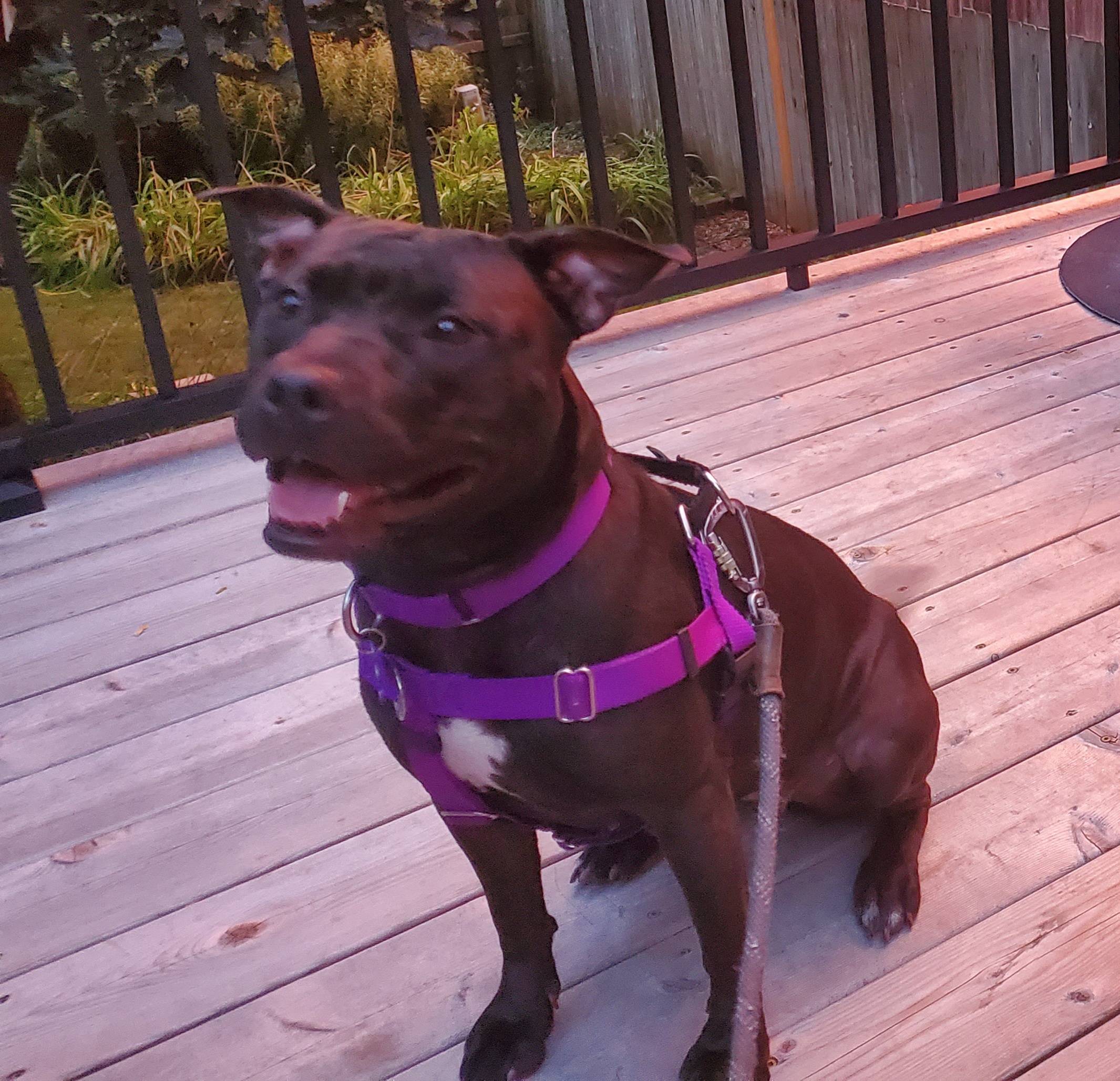 Just adopted this cutie from the pound so not 100% sure, but fairly certain she's a staffie ...