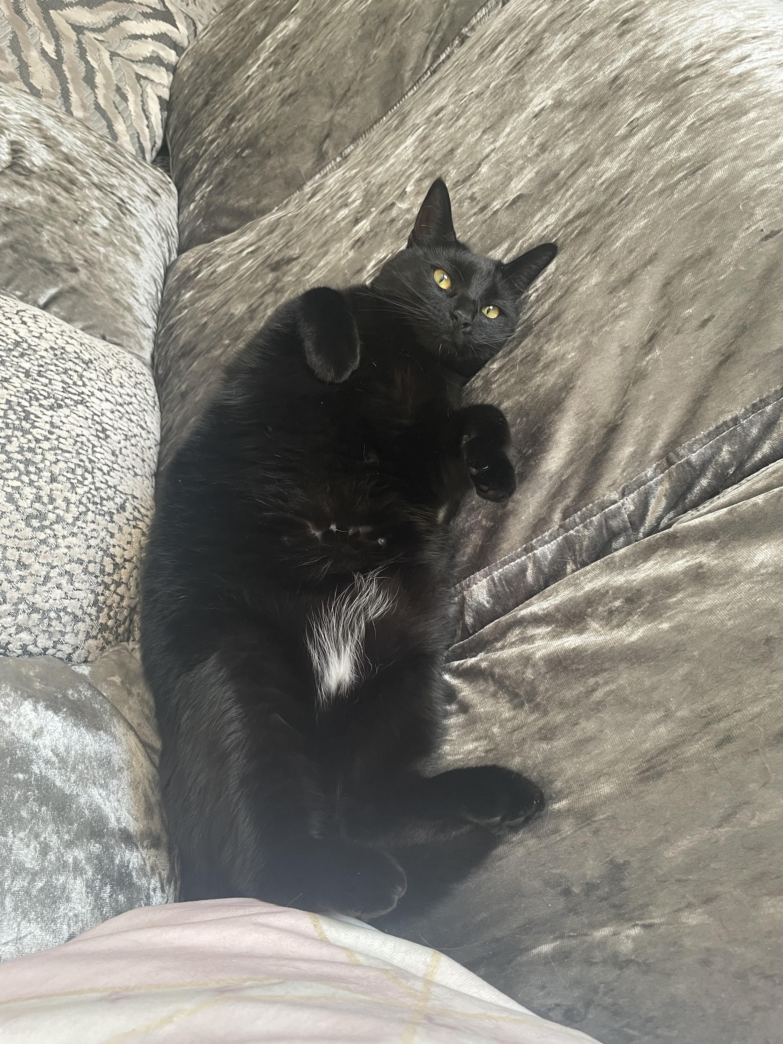 Just chilling | Scrolller