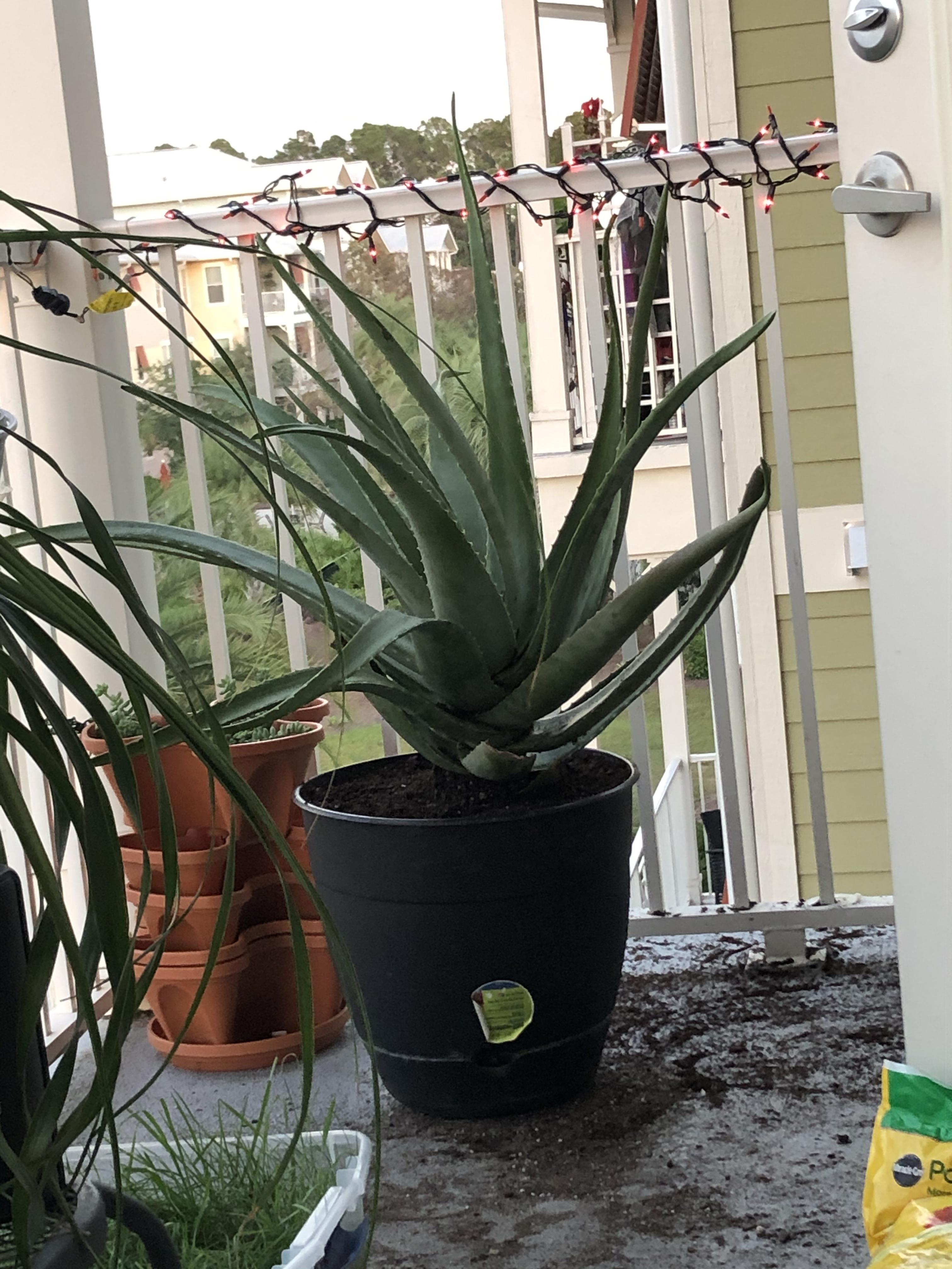 Just finished repotting my guy. His name is Cthulhu. 4 foot balcony for scale. | Scrolller