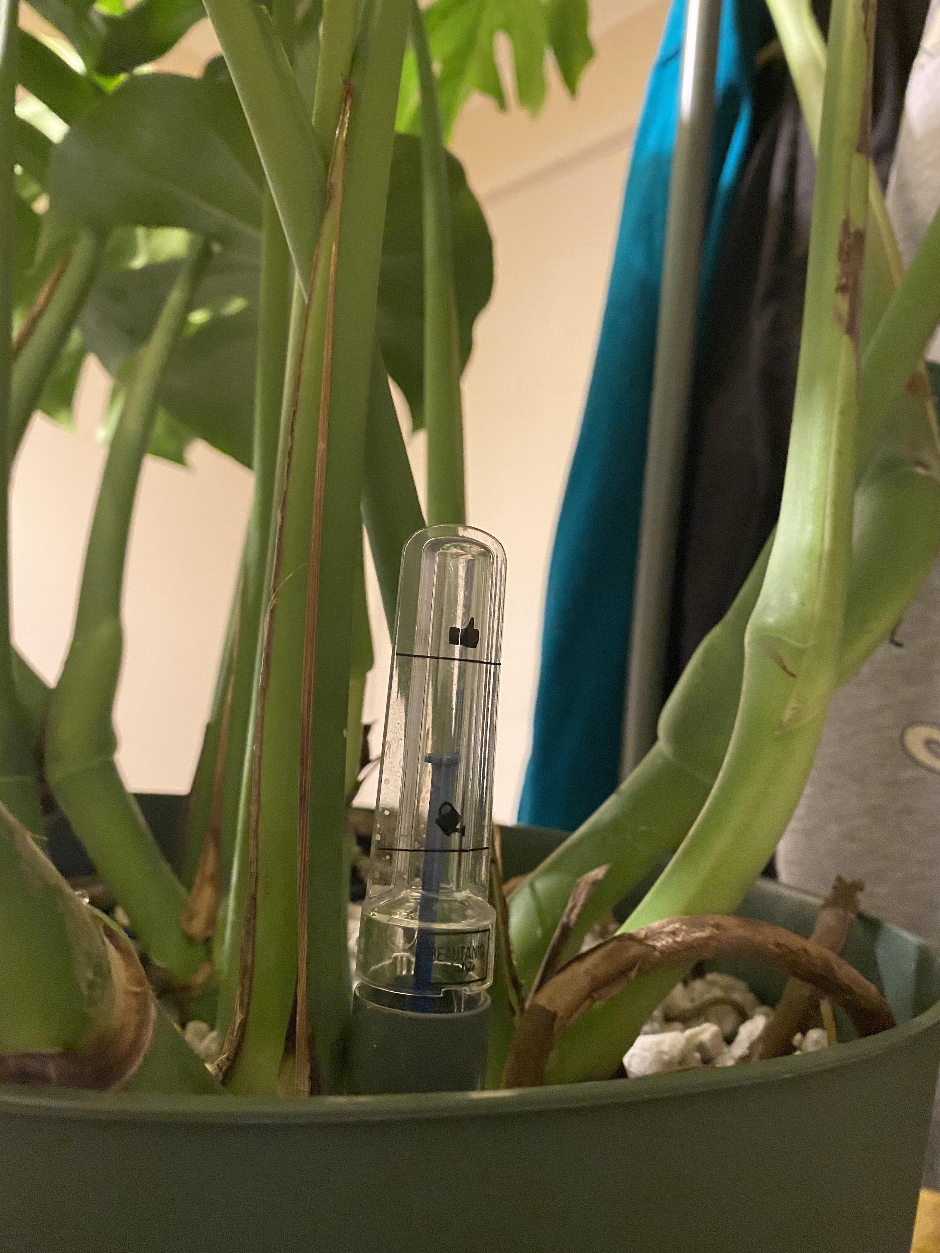 Just got my first monstera plant. It came with this thing. I’m guessing it’s a water gauge but ...