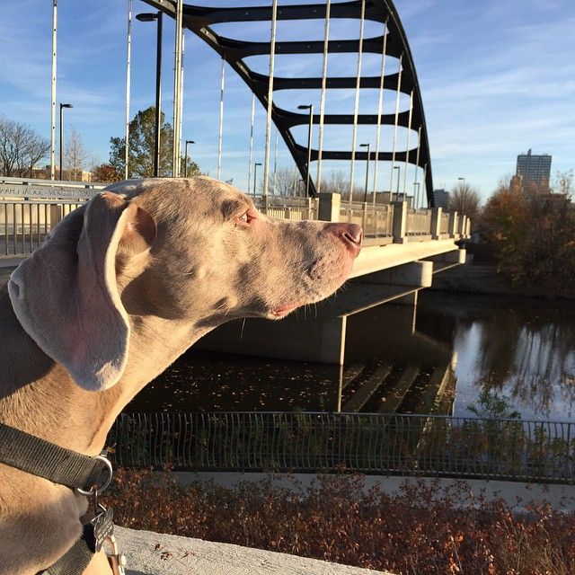 Just my mutt on the mlk bridge | Scrolller
