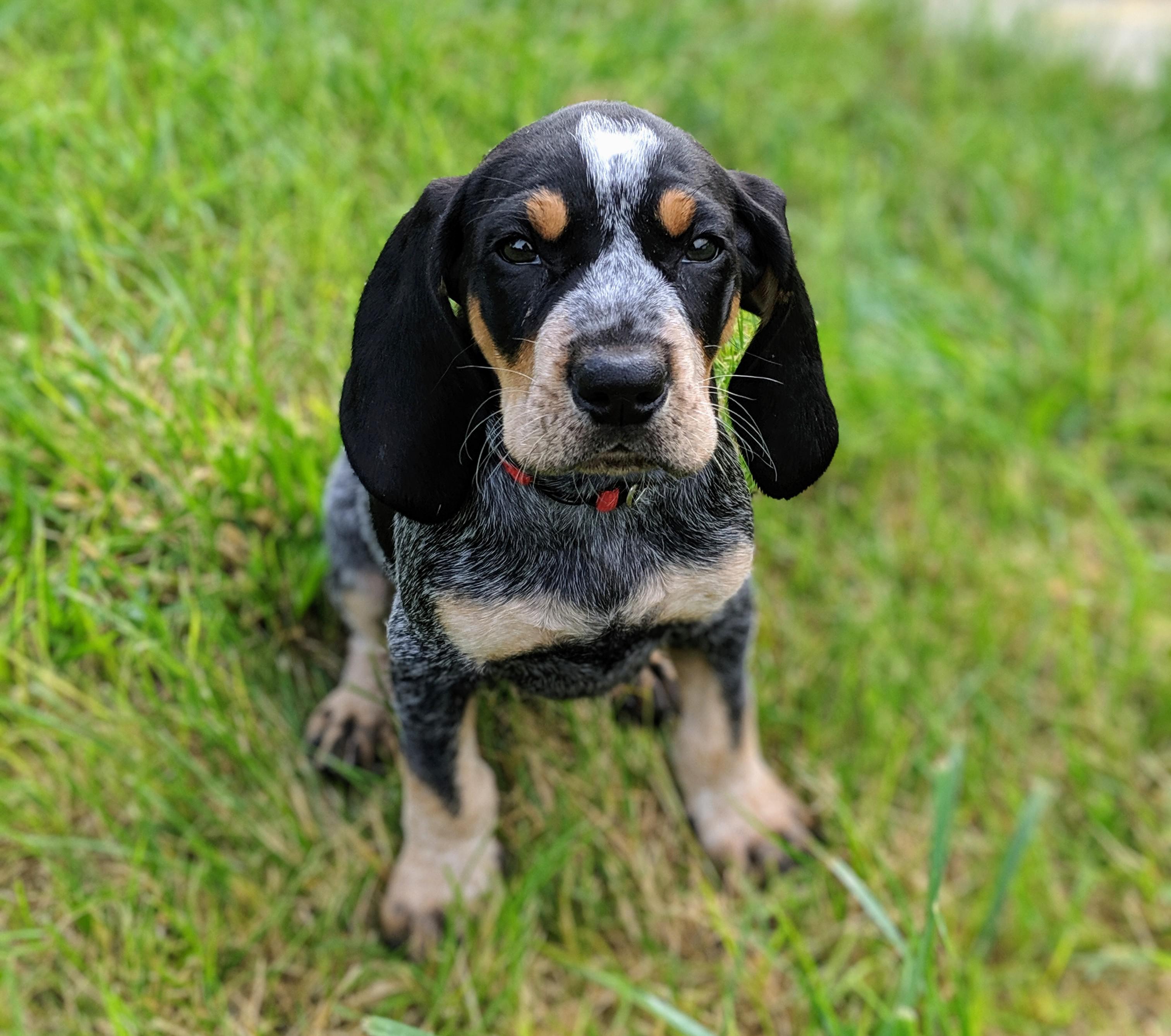 Just picked up this little guy yesterday. Meet Cooper. | Scrolller