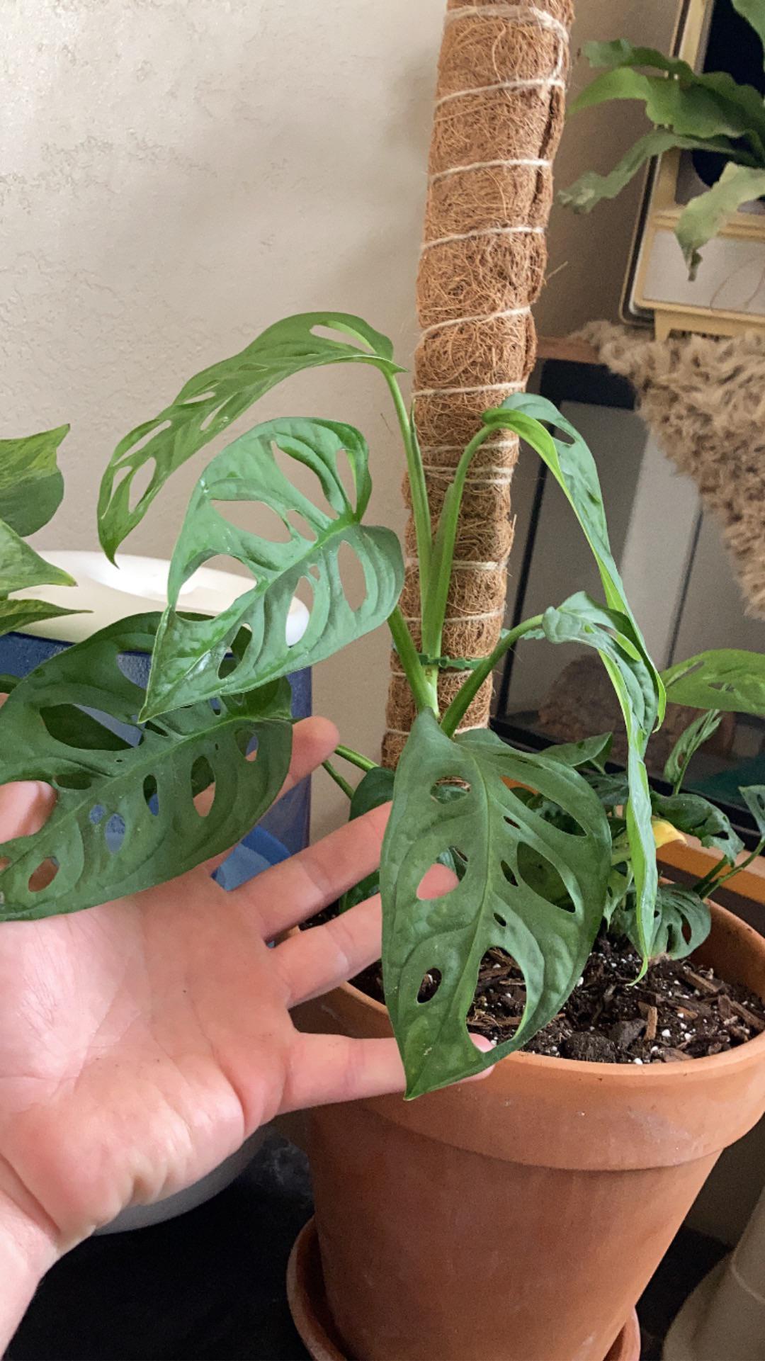 Just some Adansonii appreciation | Scrolller