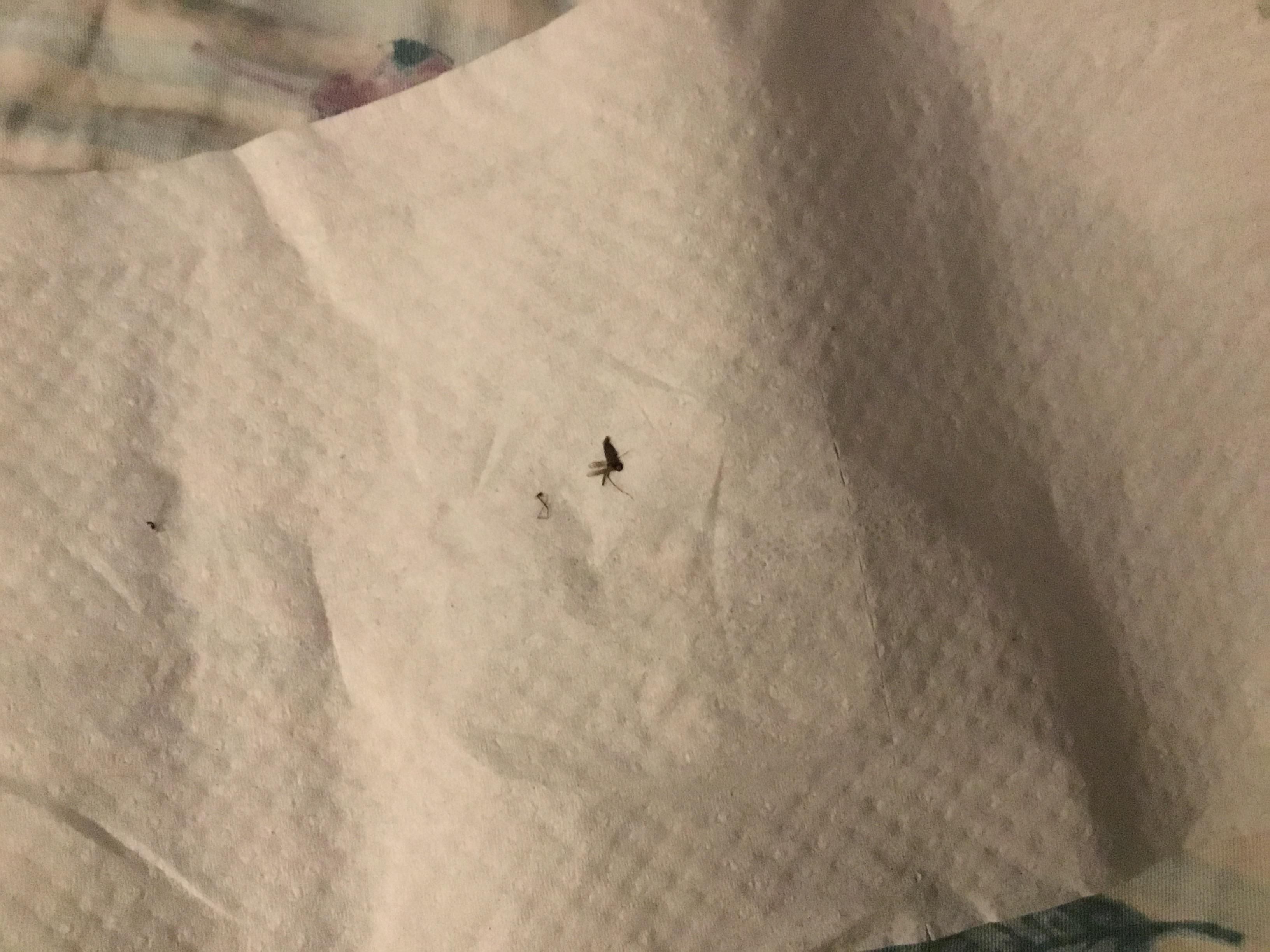 Just squashed this annoying freak | Scrolller