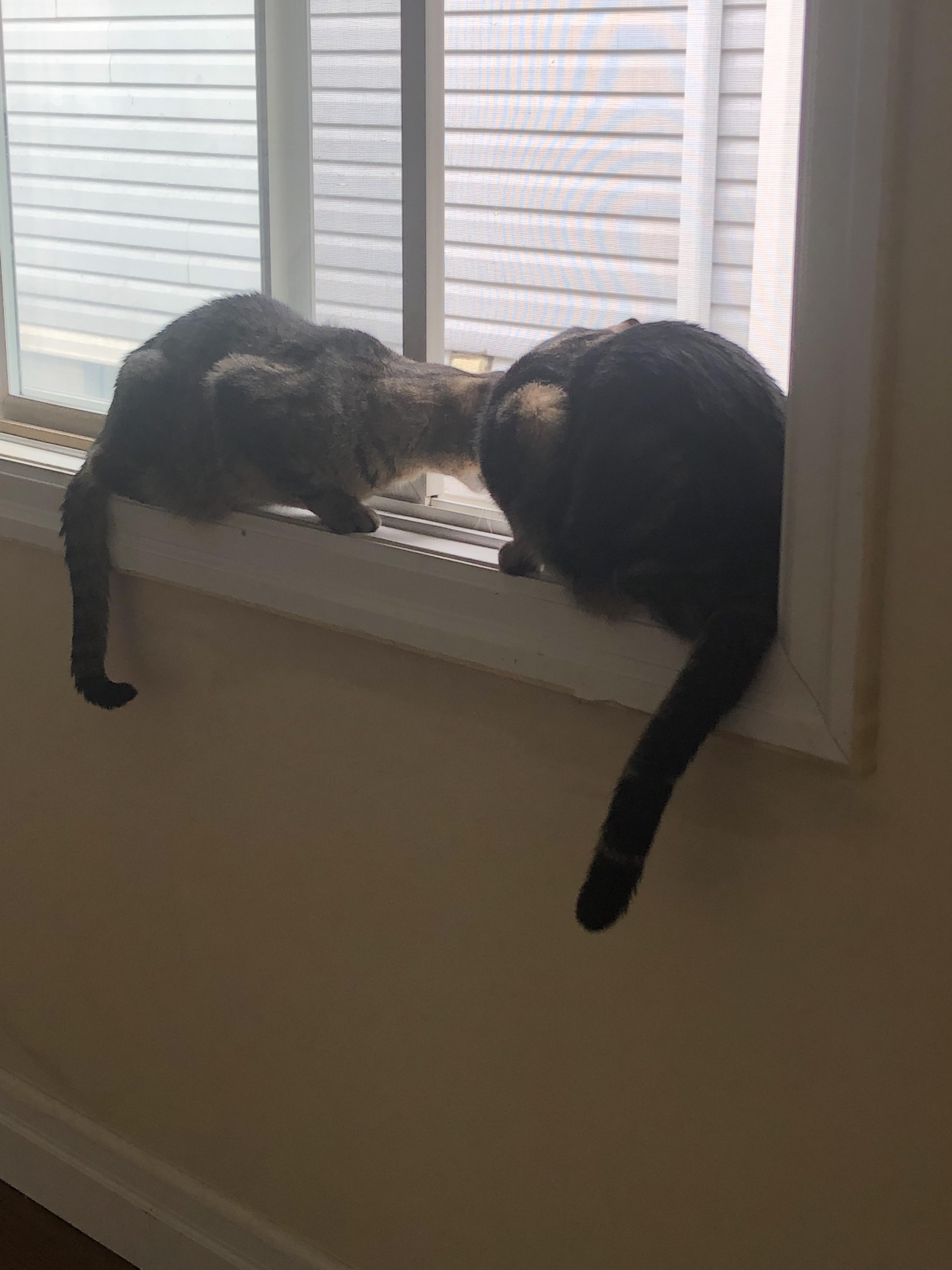 Just two buddies looking out the window 😻 | Scrolller