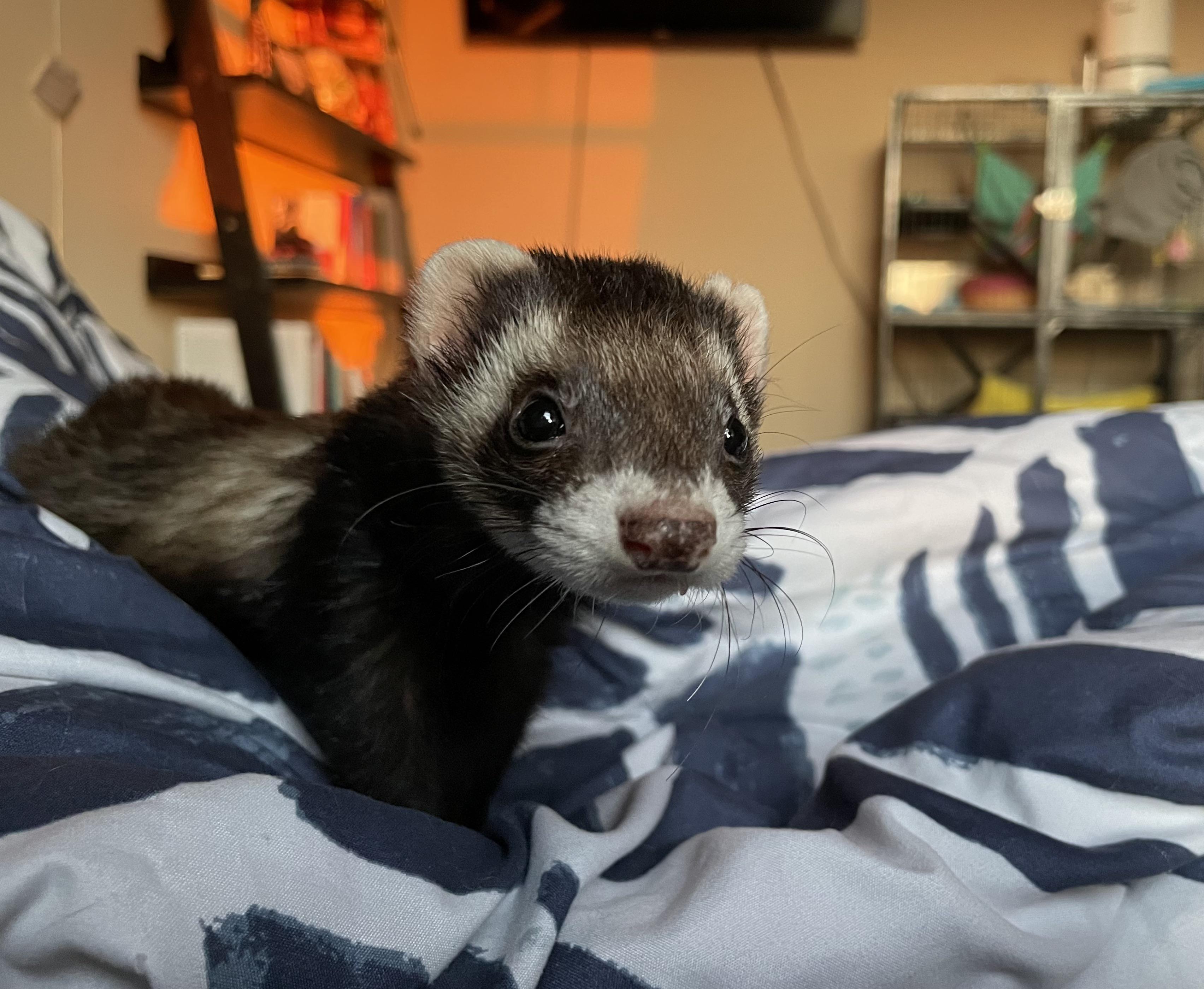 Just wanted to share this cute picture I got of my sweet girl, Winnie! | Scrolller