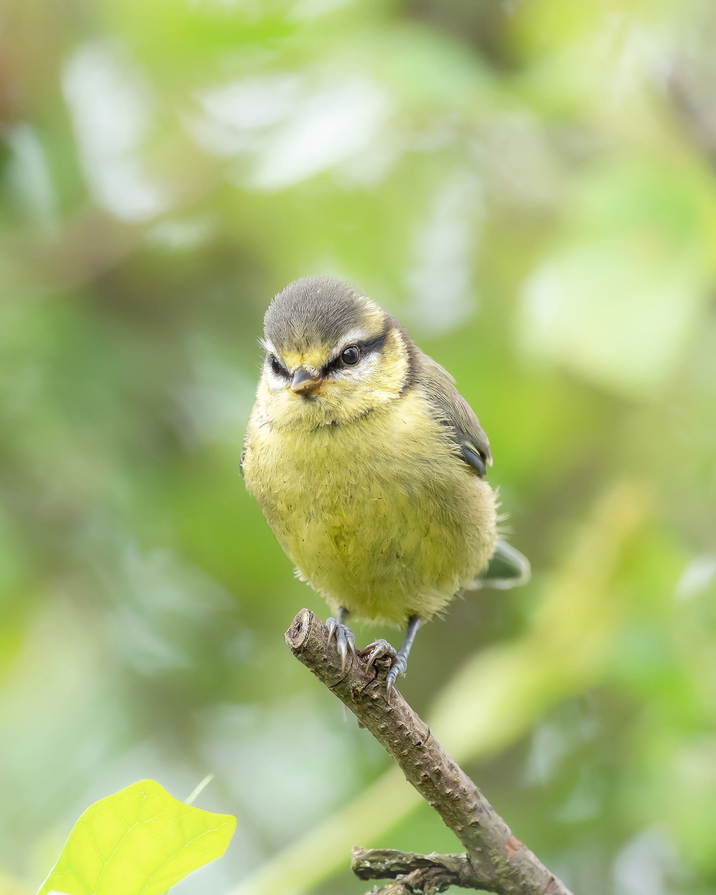 Juvenile Eurasian Blue-Tit | Scrolller