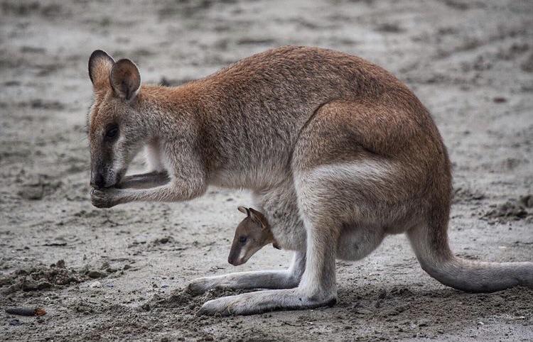 Kangaroo, Aus | Scrolller