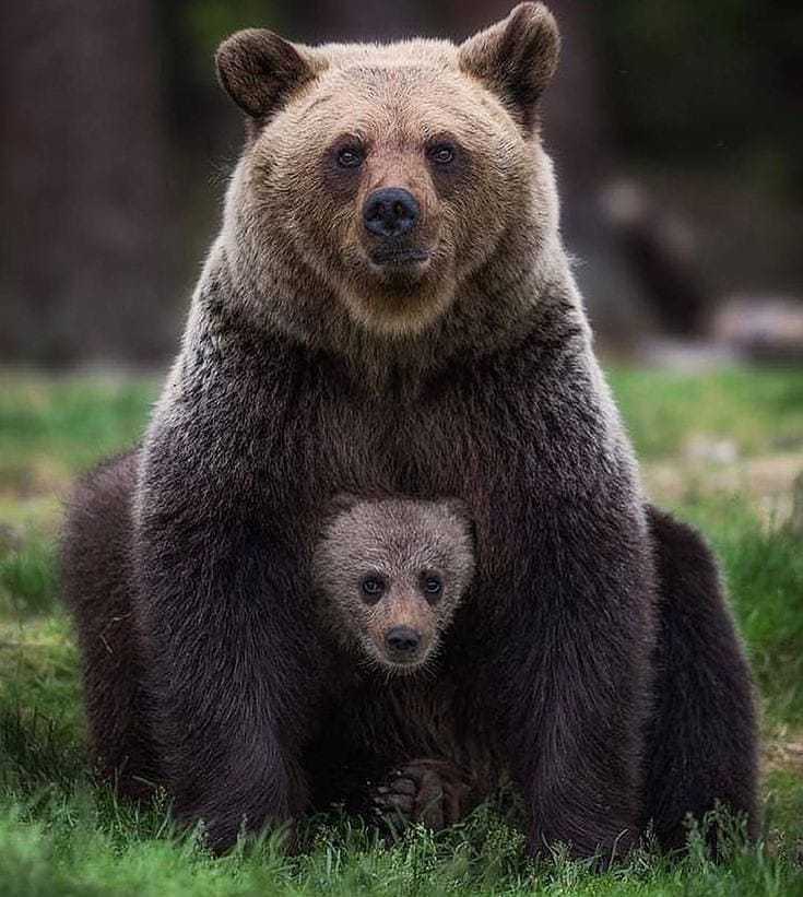 Discover more like Bears: Kangaroo Cosplay and Related Content | Scrolller