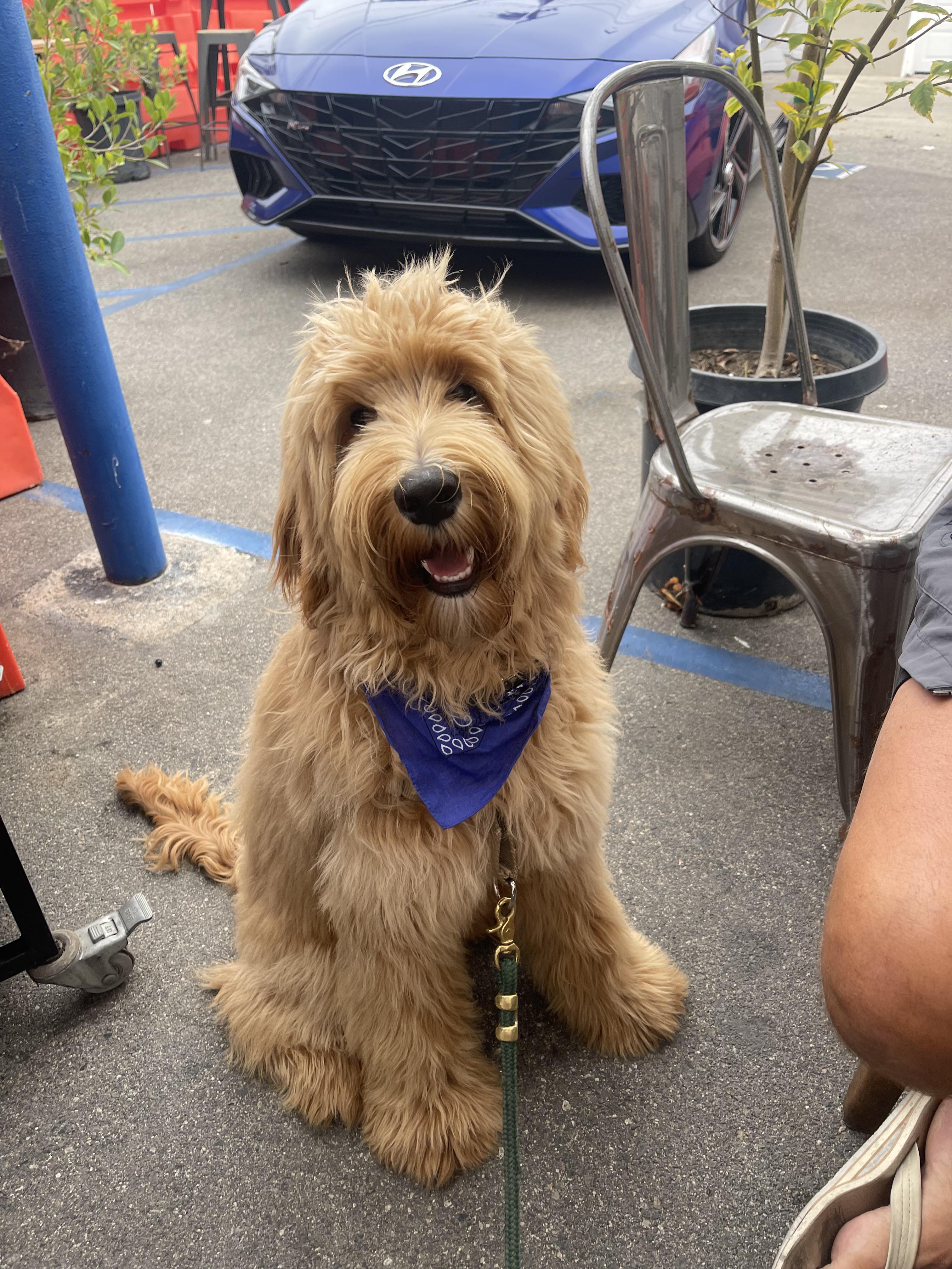 Katsu Don enjoying the game | Scrolller