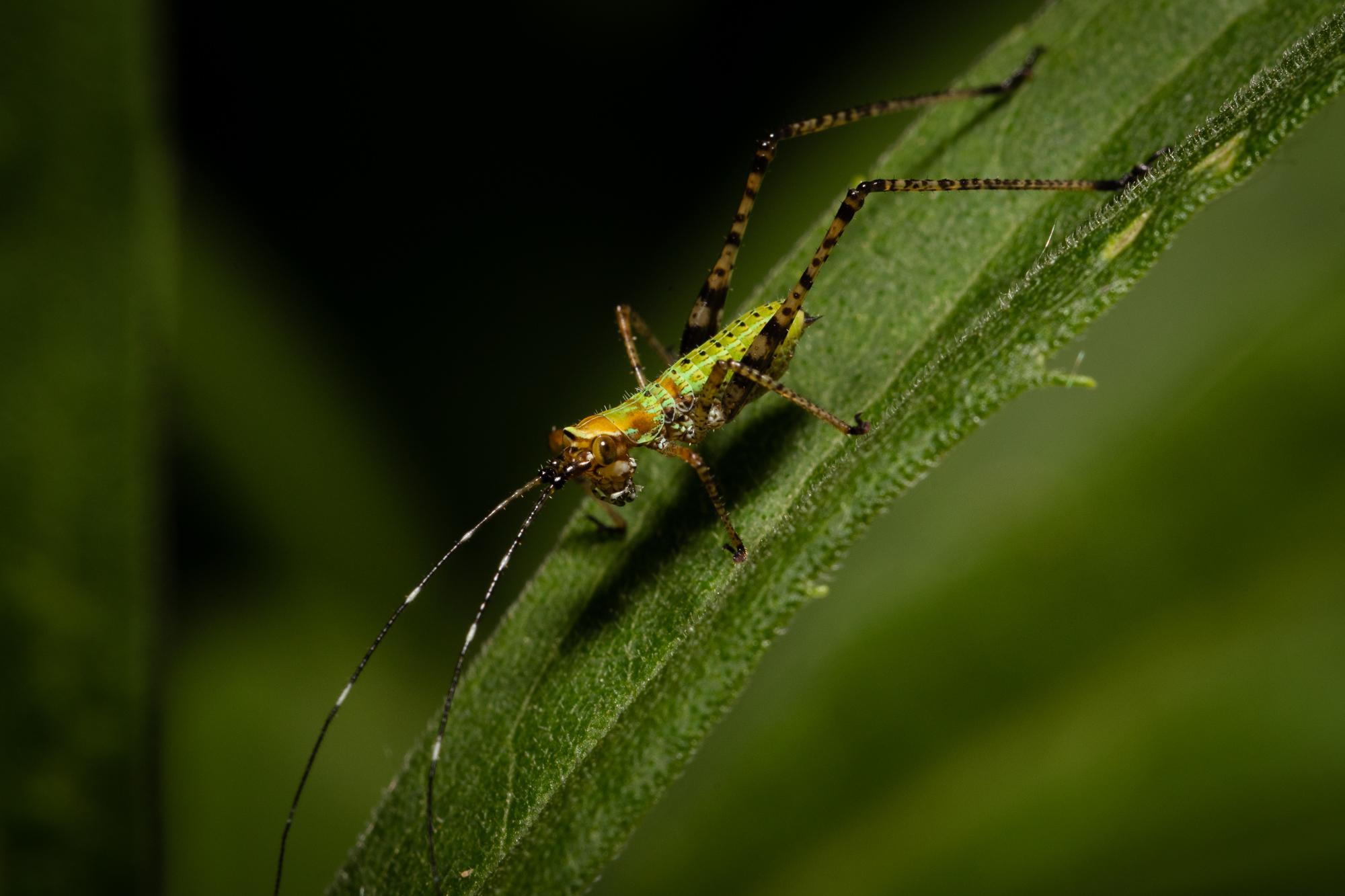 Katydid nymph [OC] | Scrolller