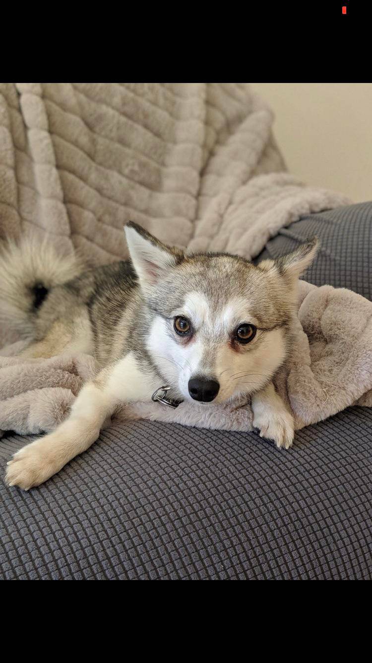 kenai after waking up from her nap | Scrolller