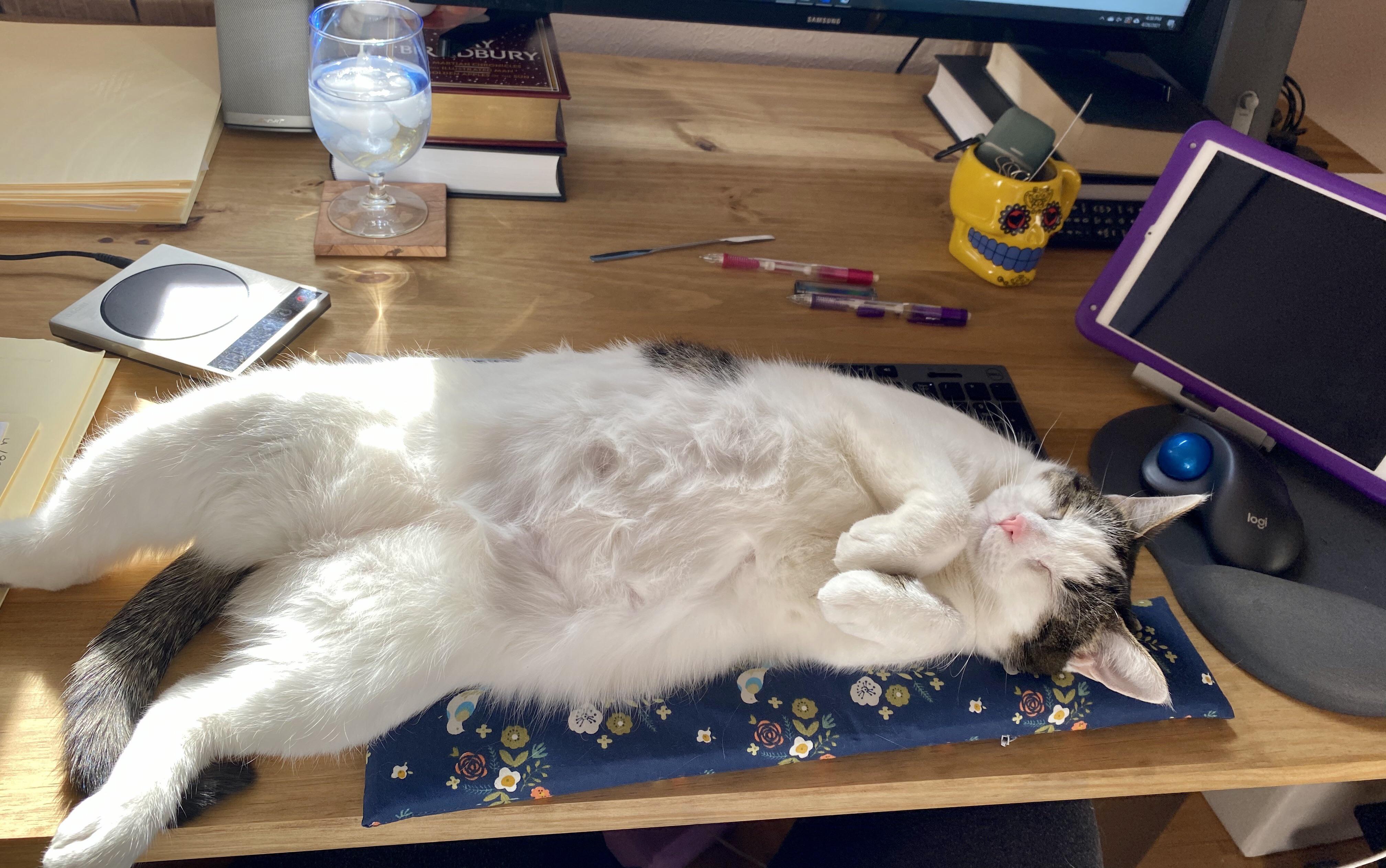 Keyboard Cat Belly | Scrolller