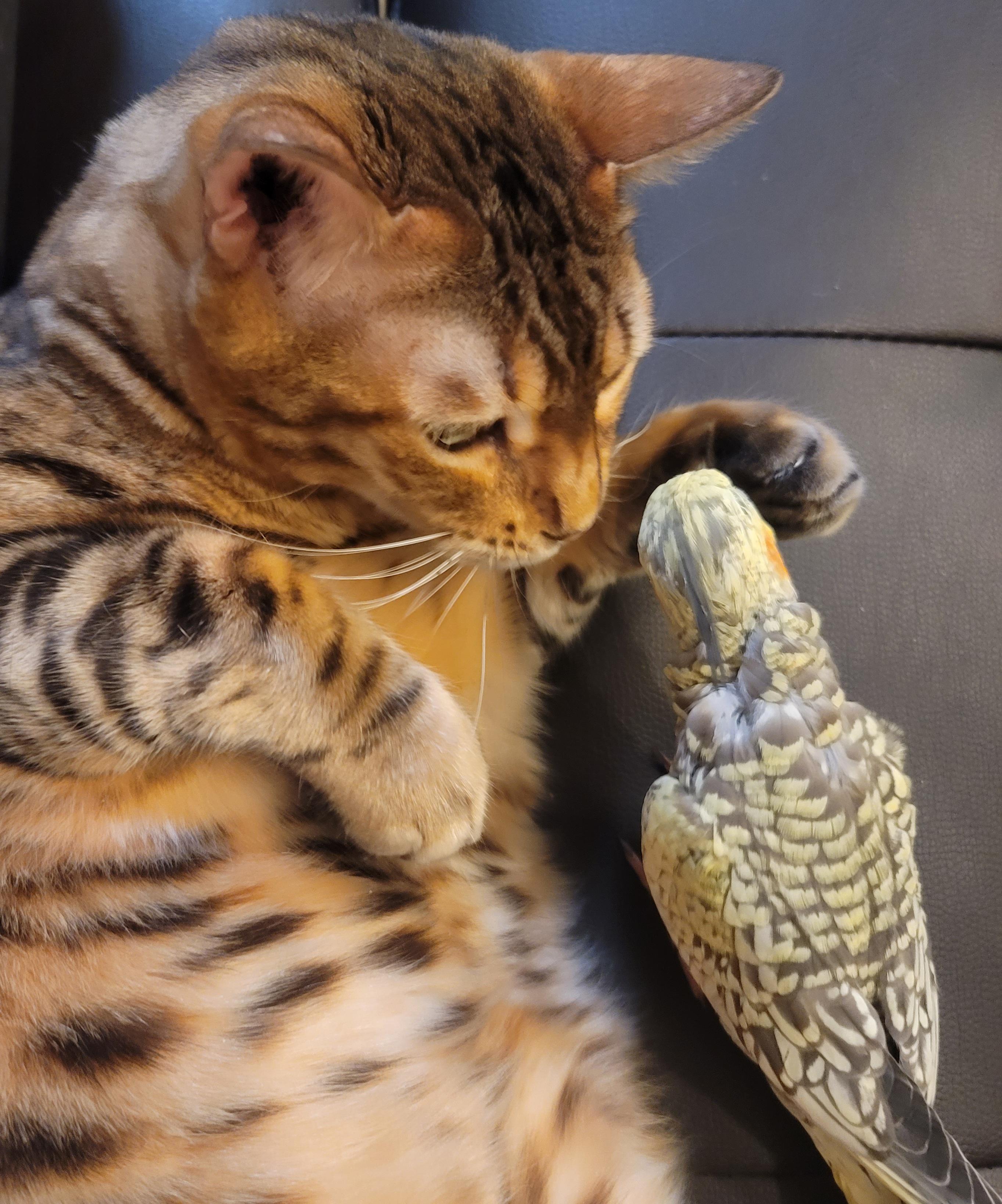 Kiko preening Sasha's toe beans | Scrolller