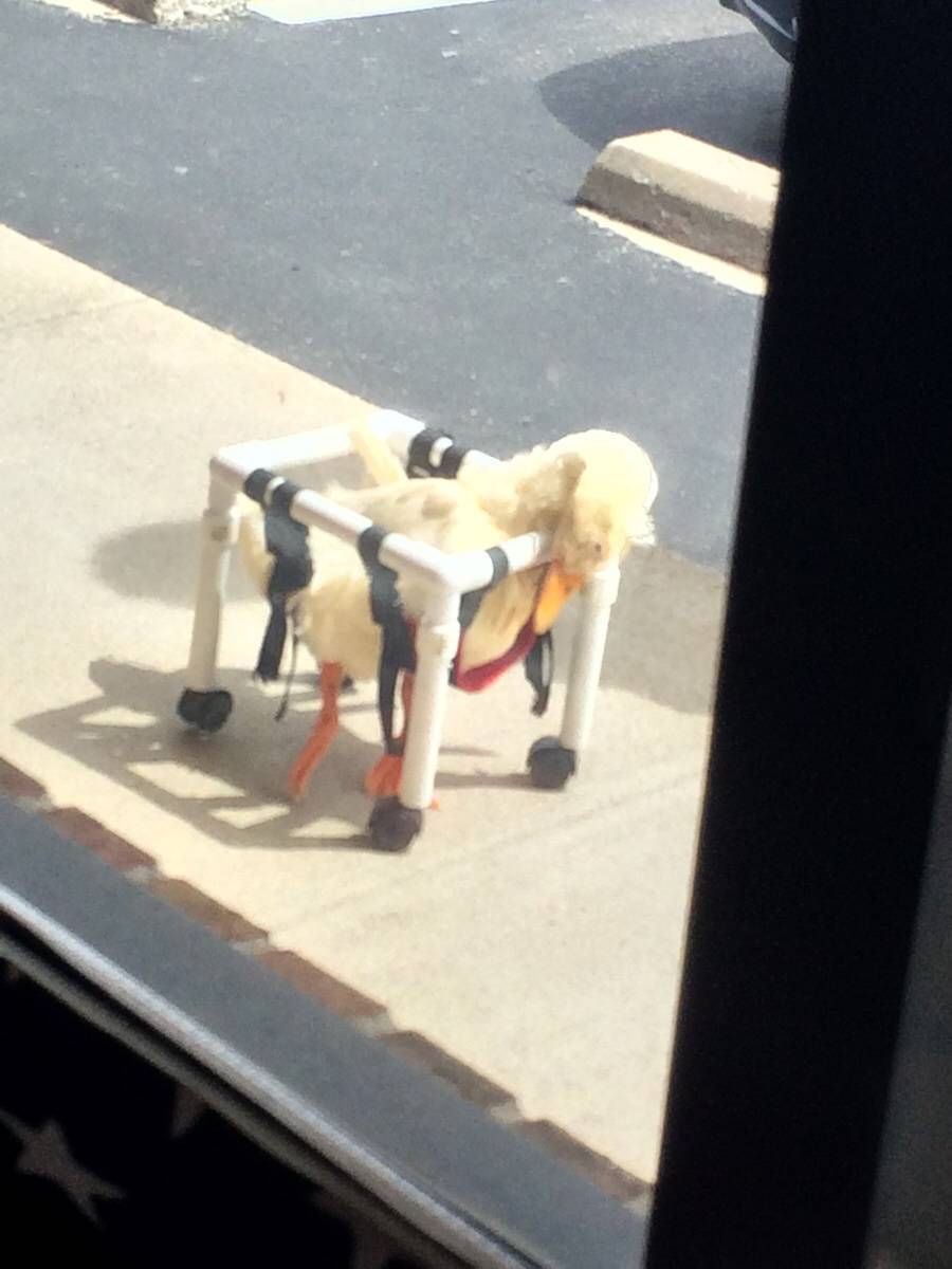 gooby, pls. | Scrolller