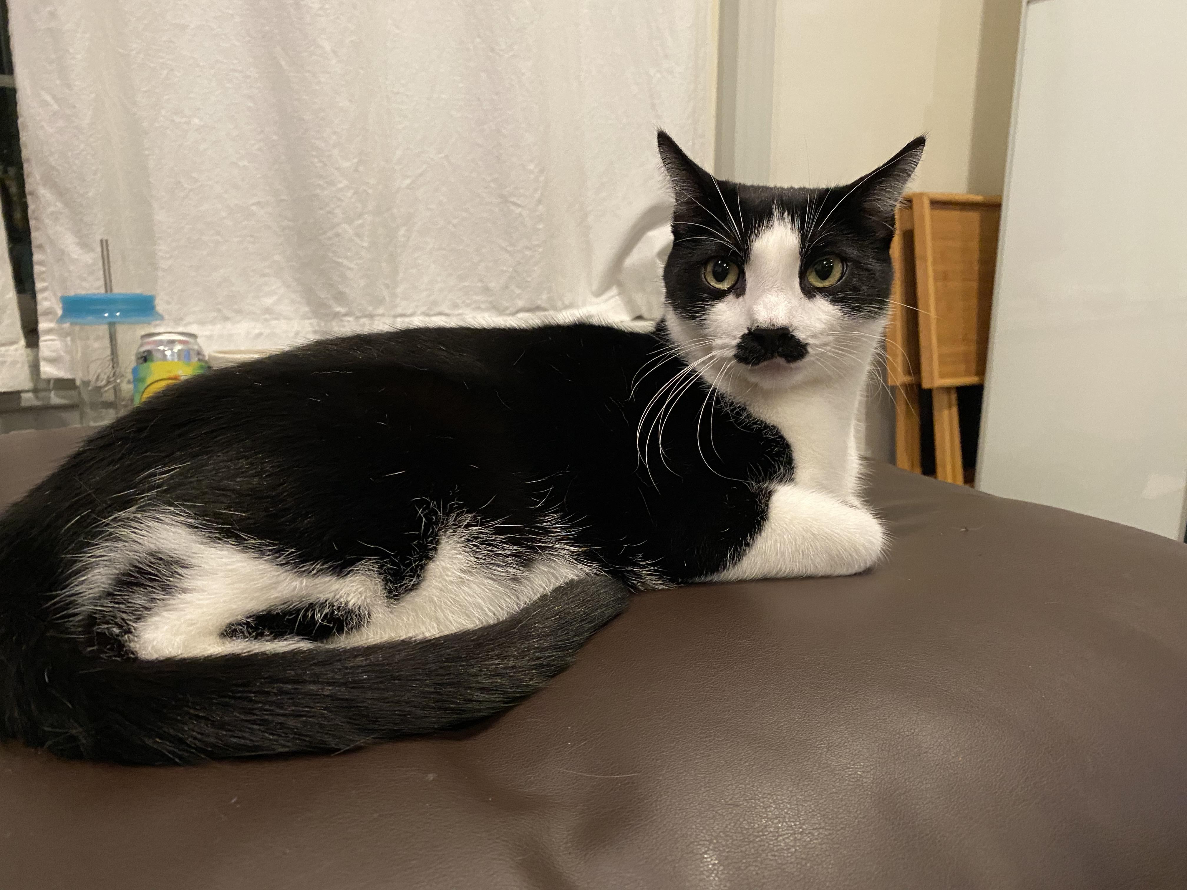 Killer enjoying some lounge time | Scrolller