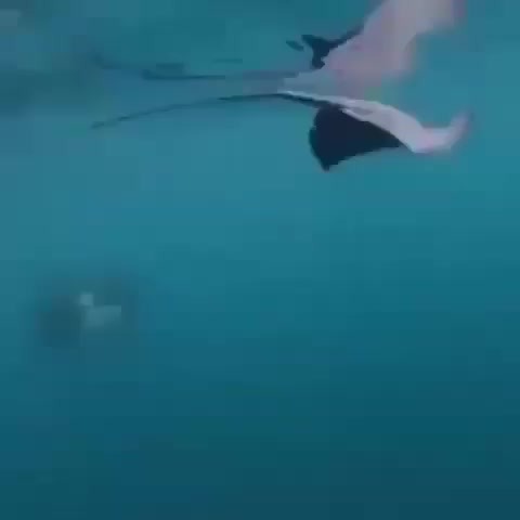 Killer whale delivers death blow to stingray | Scrolller