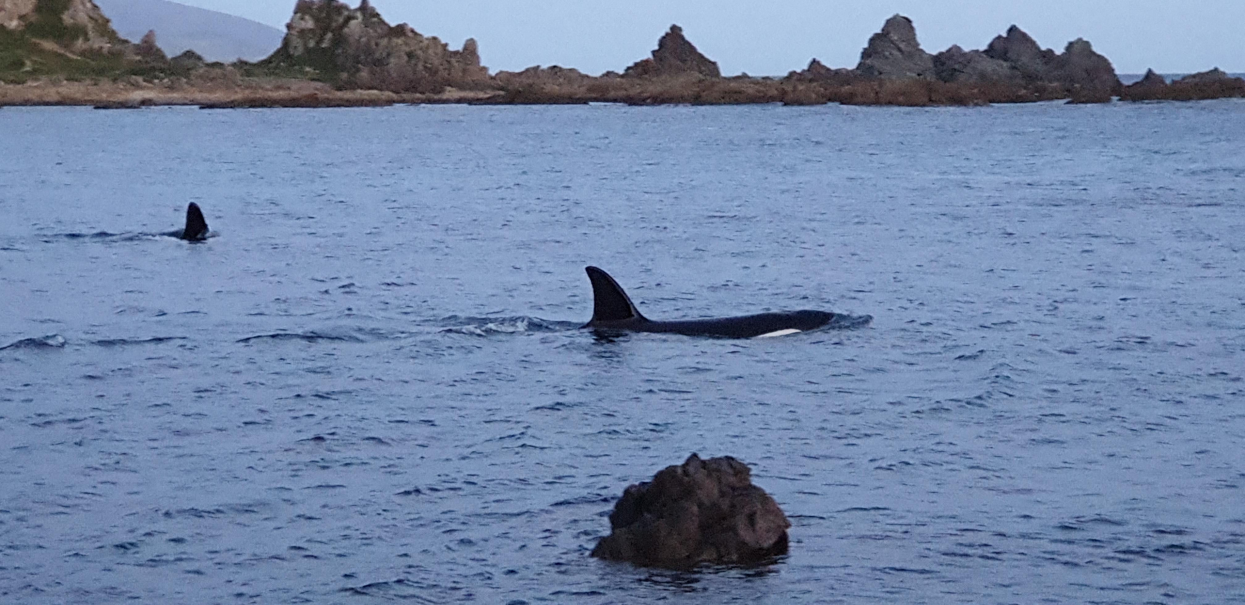 Killer whales today! | Scrolller