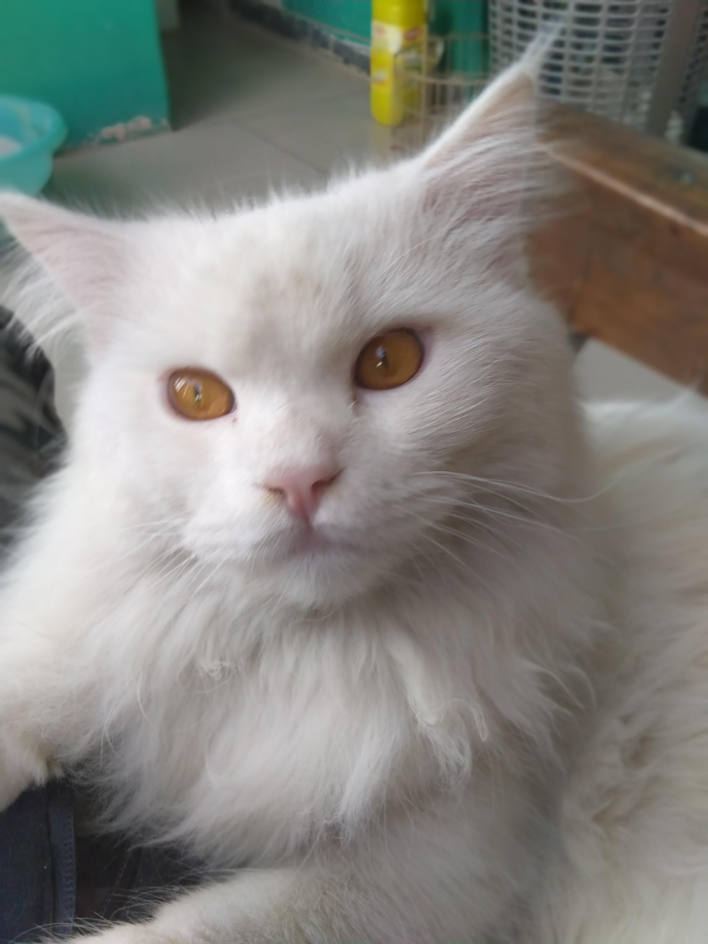 king Felix | Scrolller