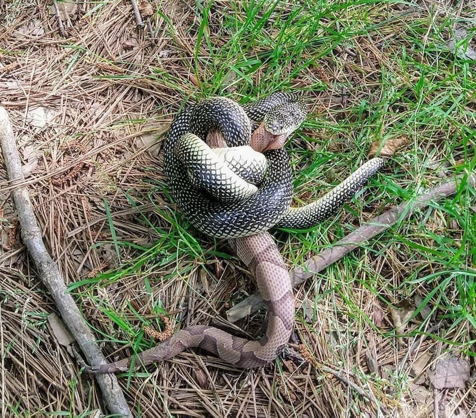 🔥 non venomous king snake eating a venomous copperhead | Scrolller