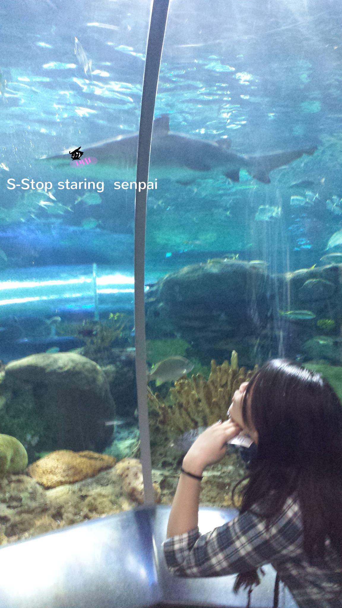 Kissy faces to shark-chan! | Scrolller