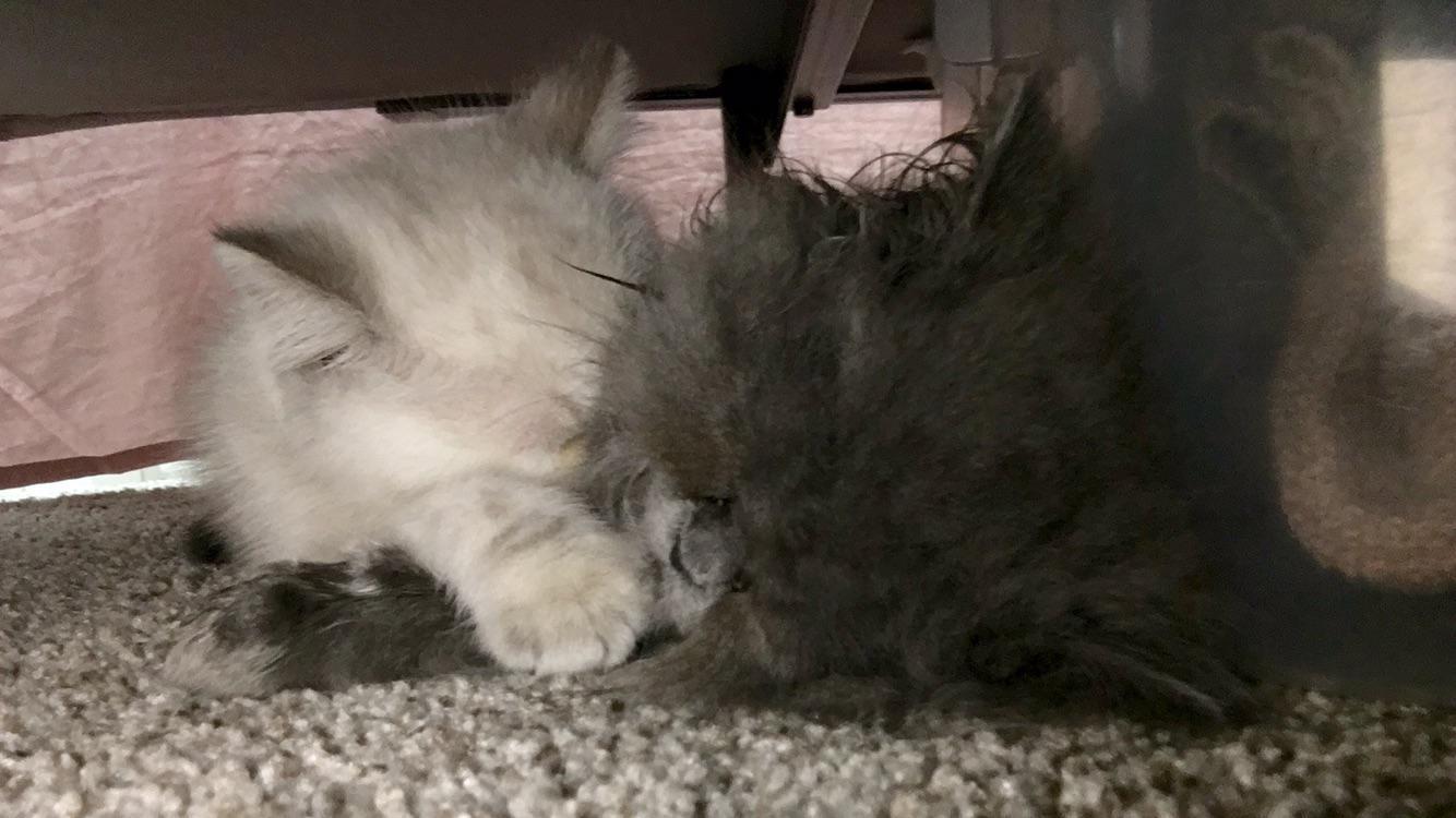 Kitten Cuddles are too Cute | Scrolller