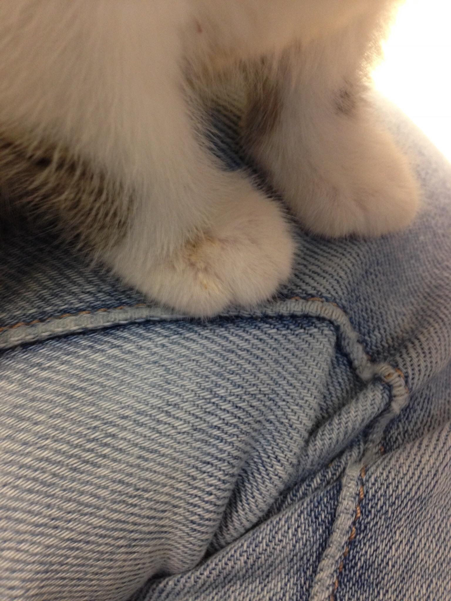 kitten feetsies | Scrolller