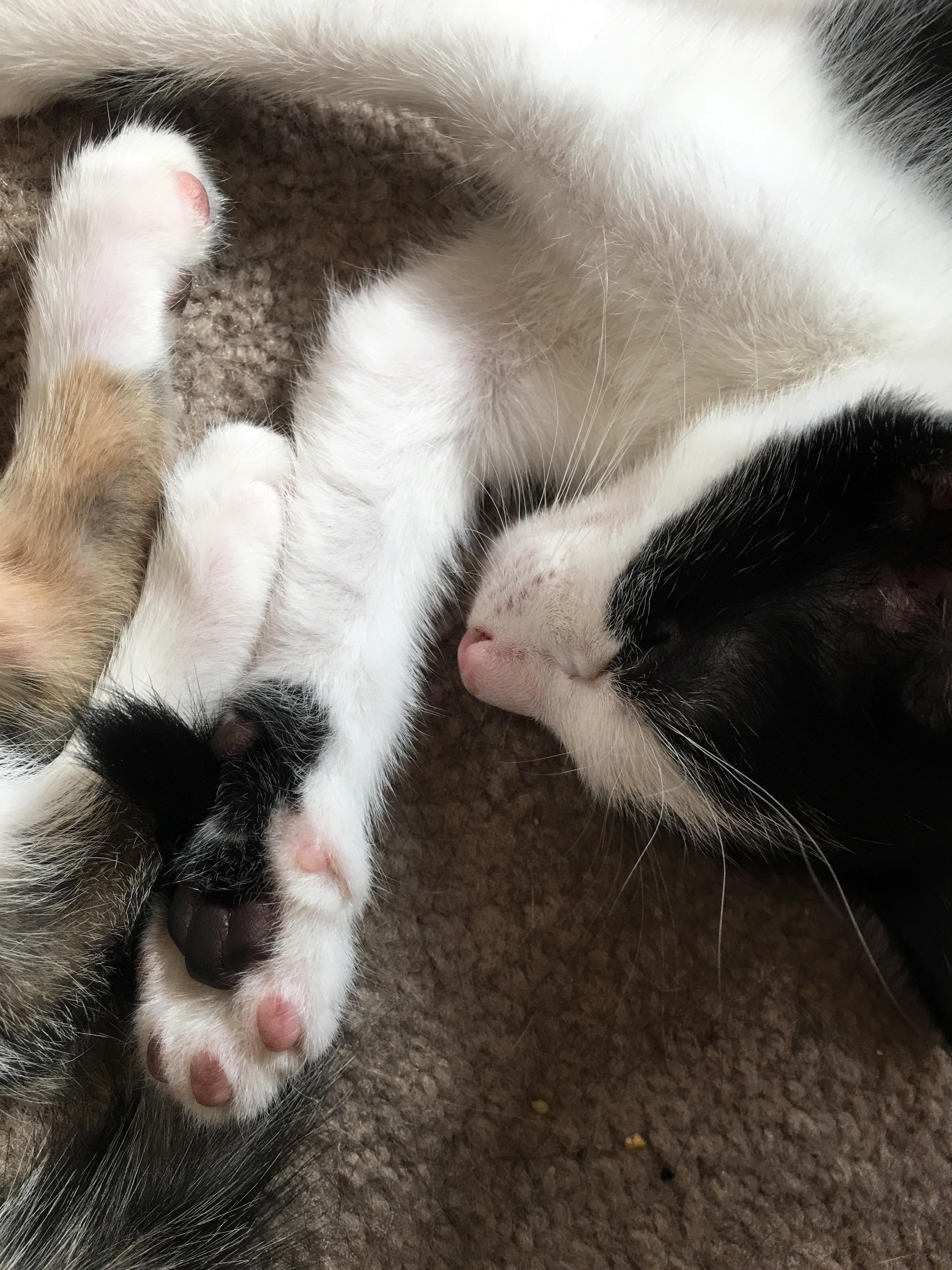 Kitten paw | Scrolller