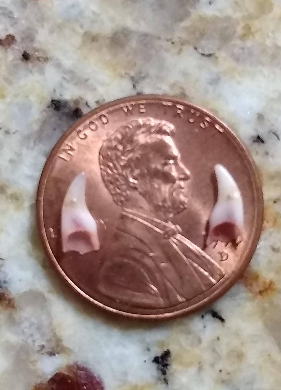 Kitten teeth for the feline tooth fairy | Scrolller