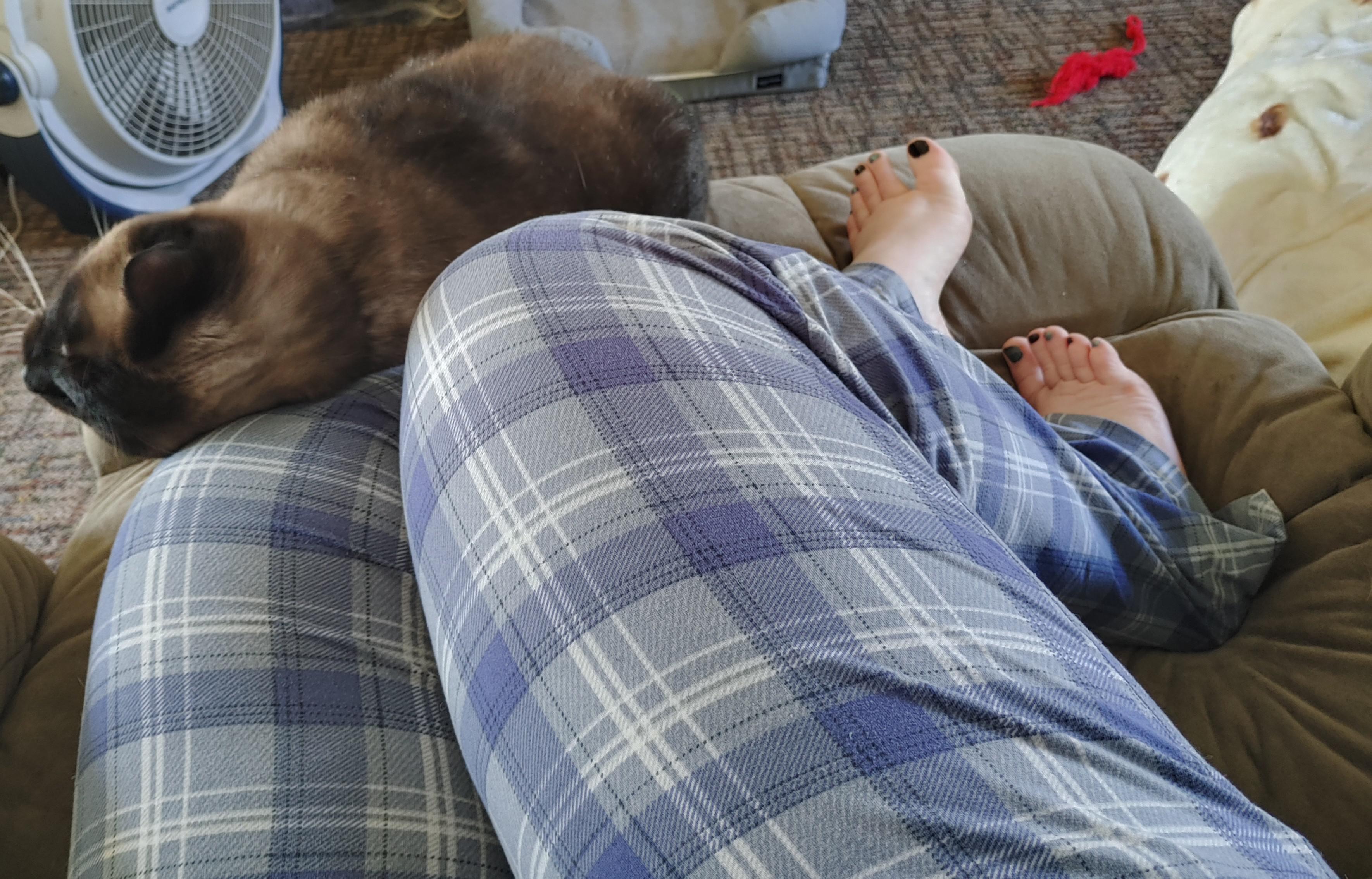 Kitty cat begging for attention 🤣 | Scrolller