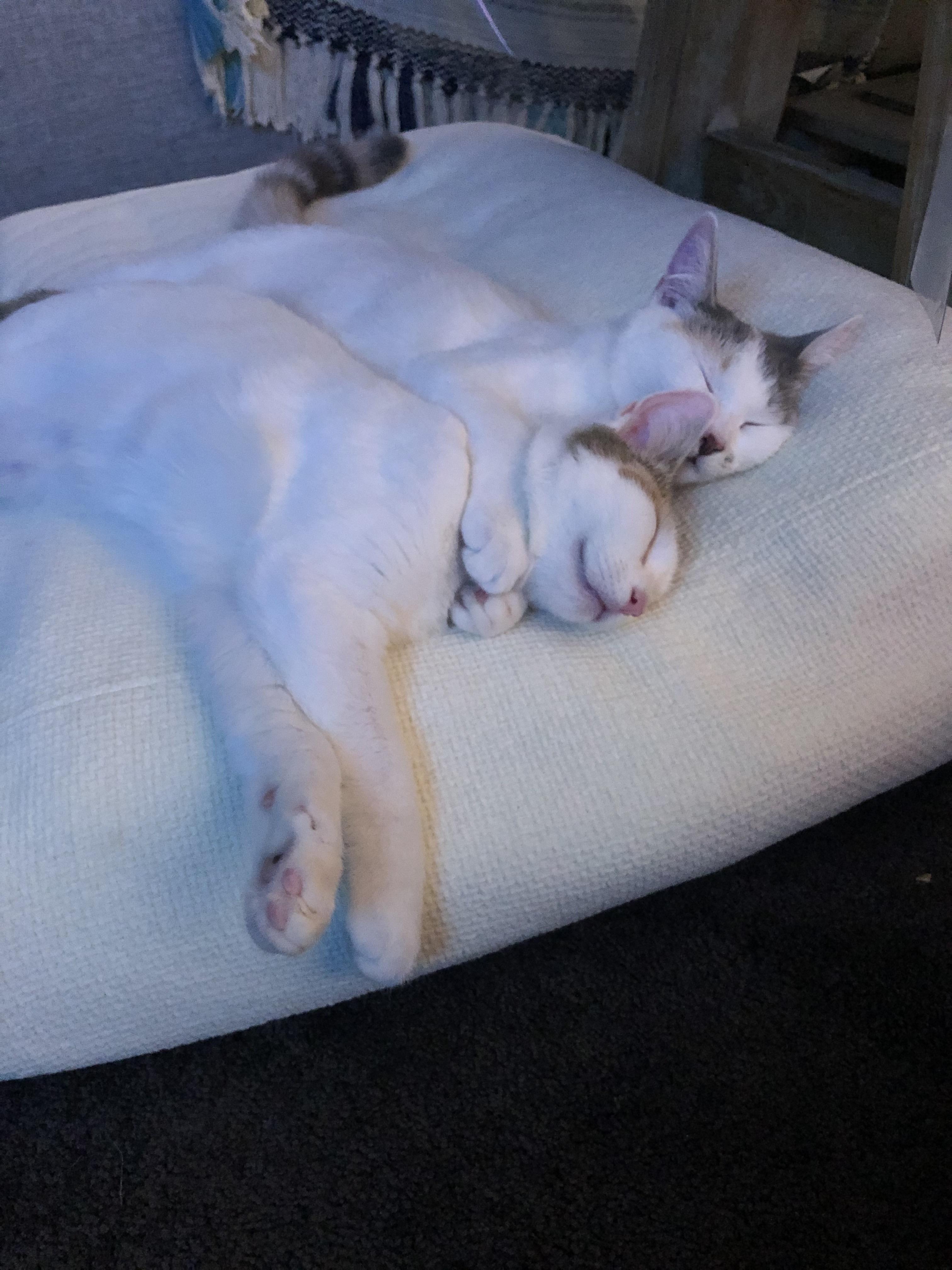 Kitty cuddles | Scrolller