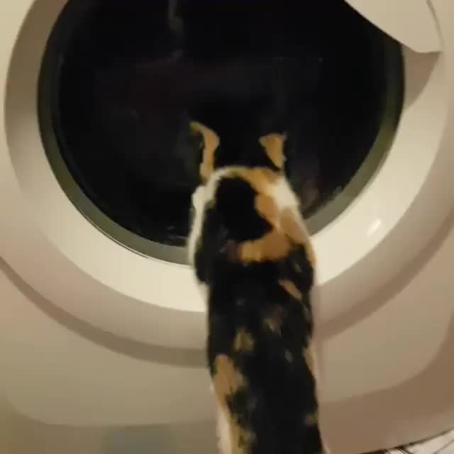 Kitty discovers the washing machine | Scrolller