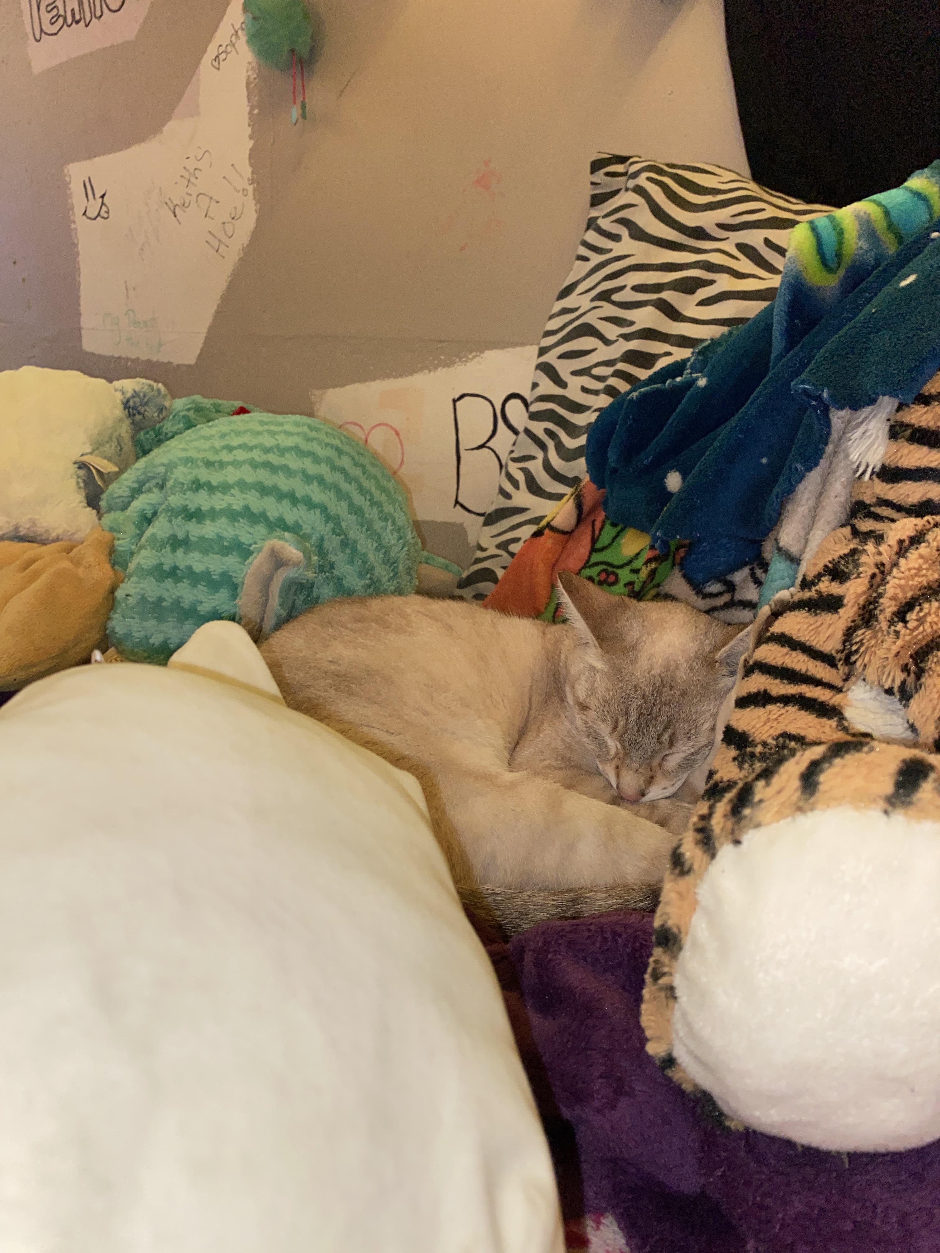 kitty sleepy | Scrolller