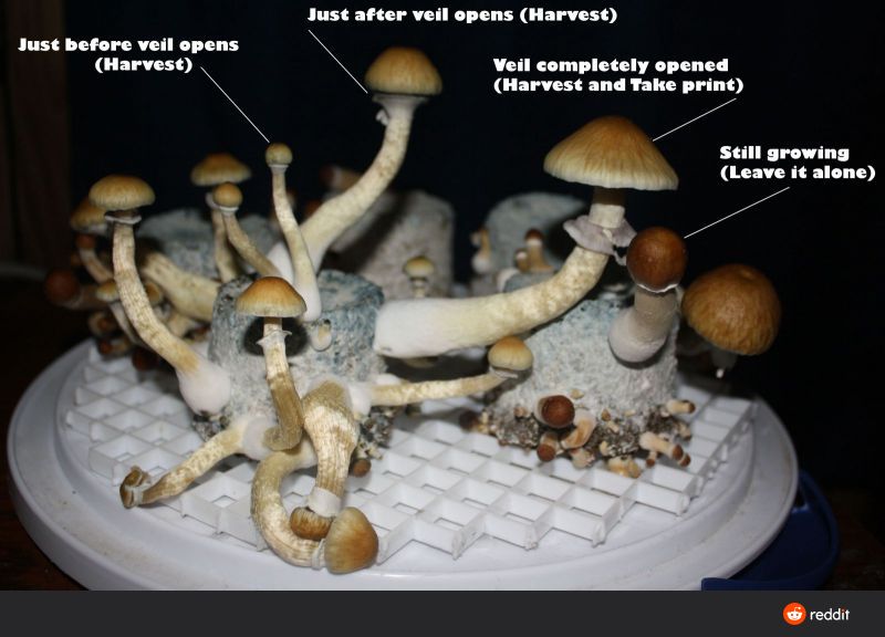 Knowledge 🐍 | Scrolller