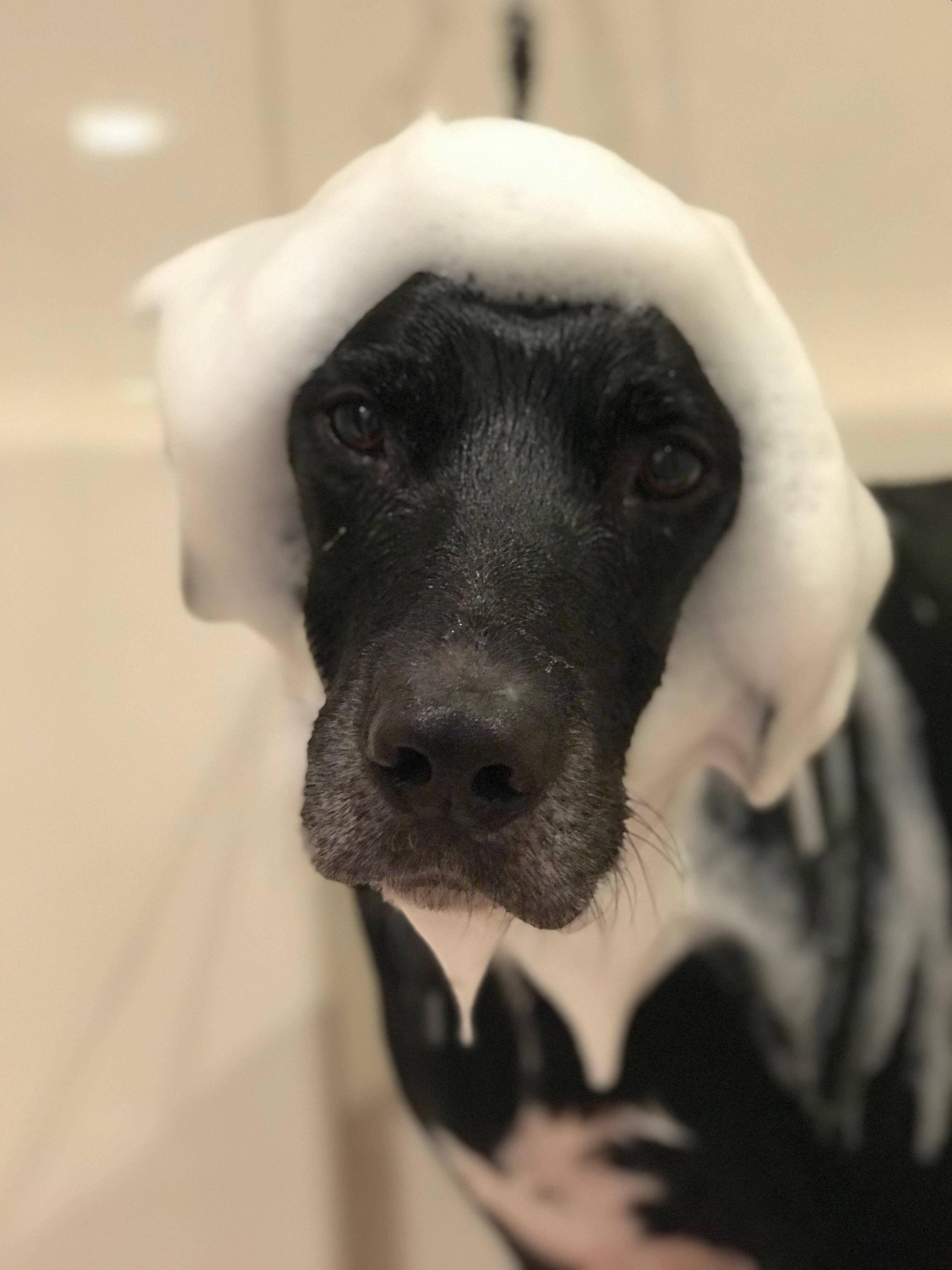 Koda, our silly boy! | Scrolller