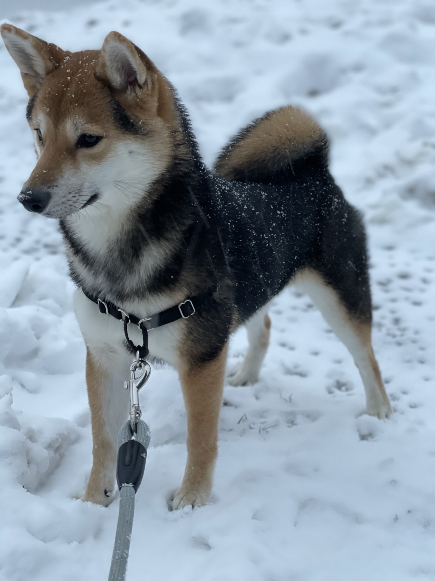 kona’s first snowfall! | Scrolller
