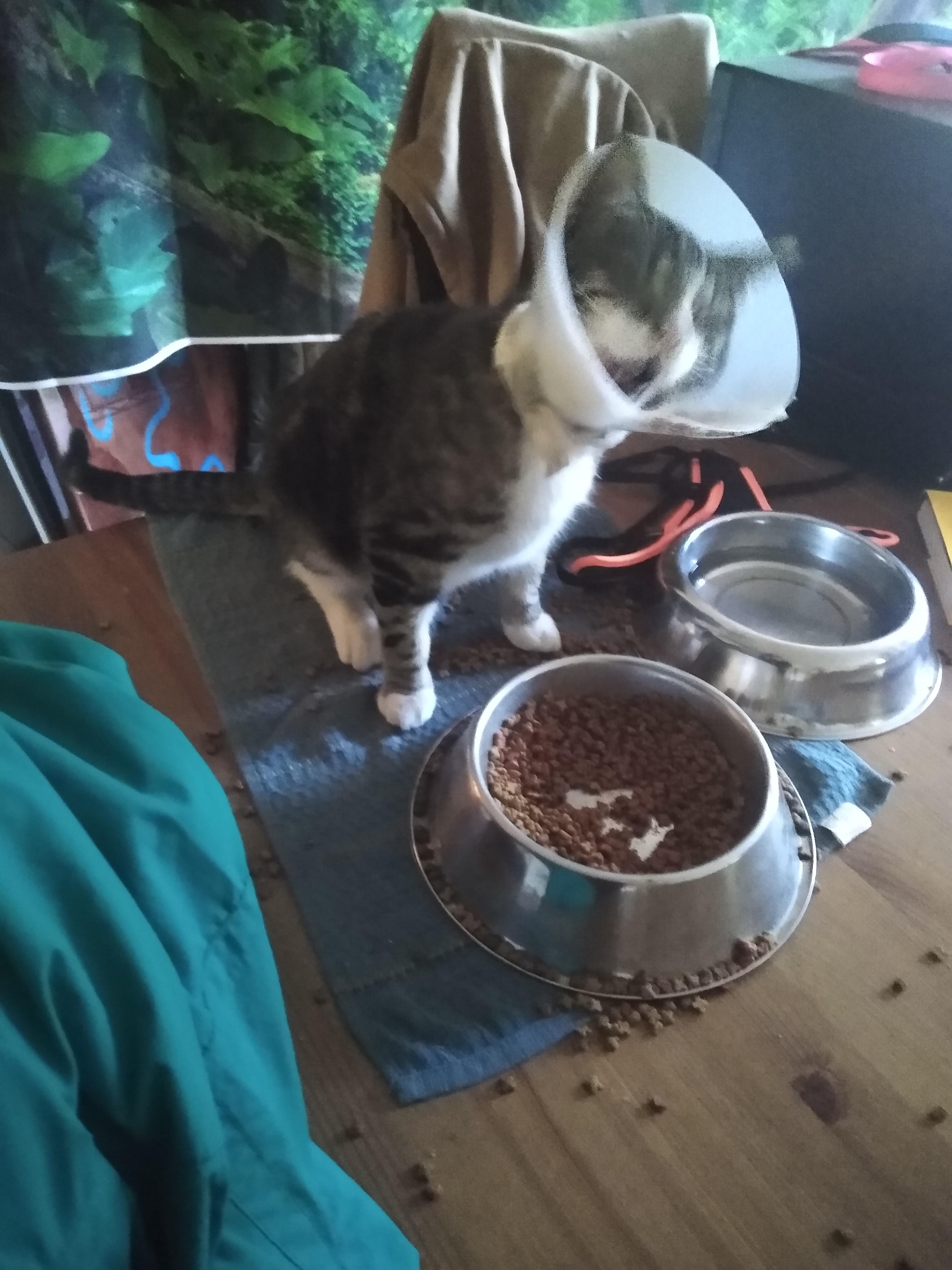 Lé sneeze in the cone of shame | Scrolller