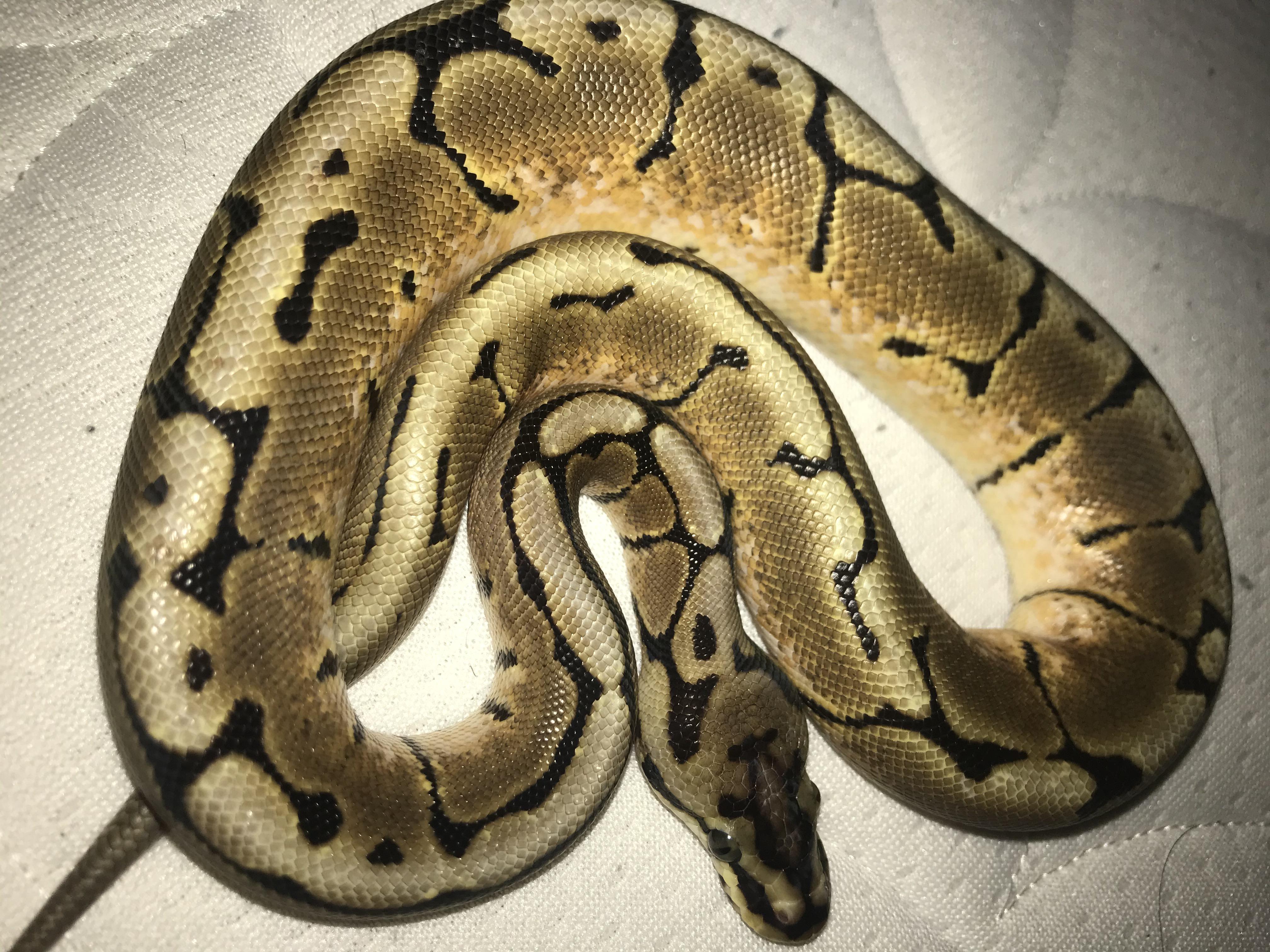 La mia Greta fresca di muta | Scrolller