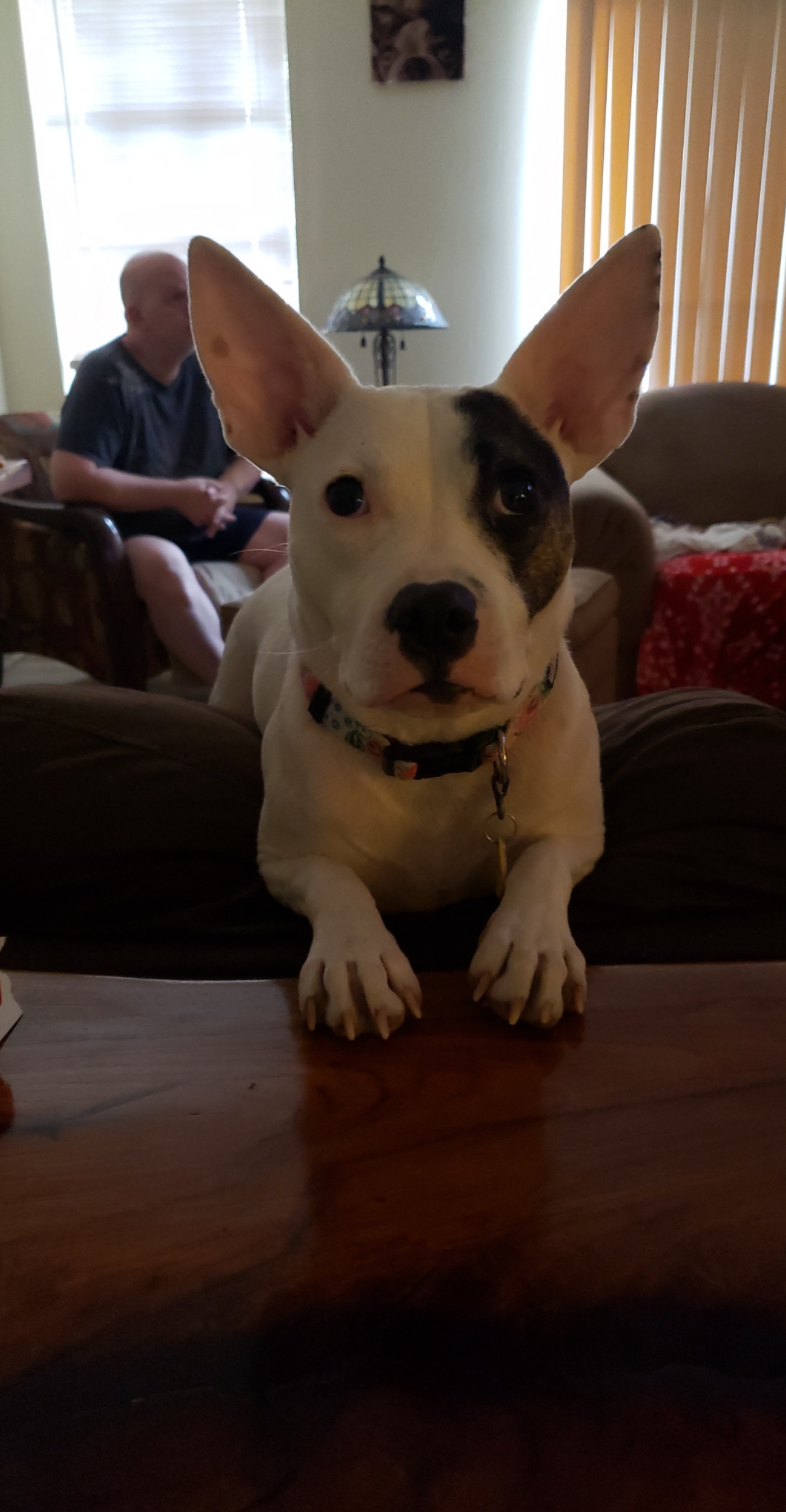 Ladies and Gentlemen, I give you, Cricket. | Scrolller