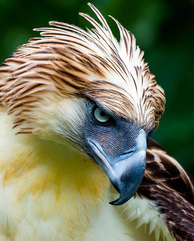 Philippine Eagle | Scrolller