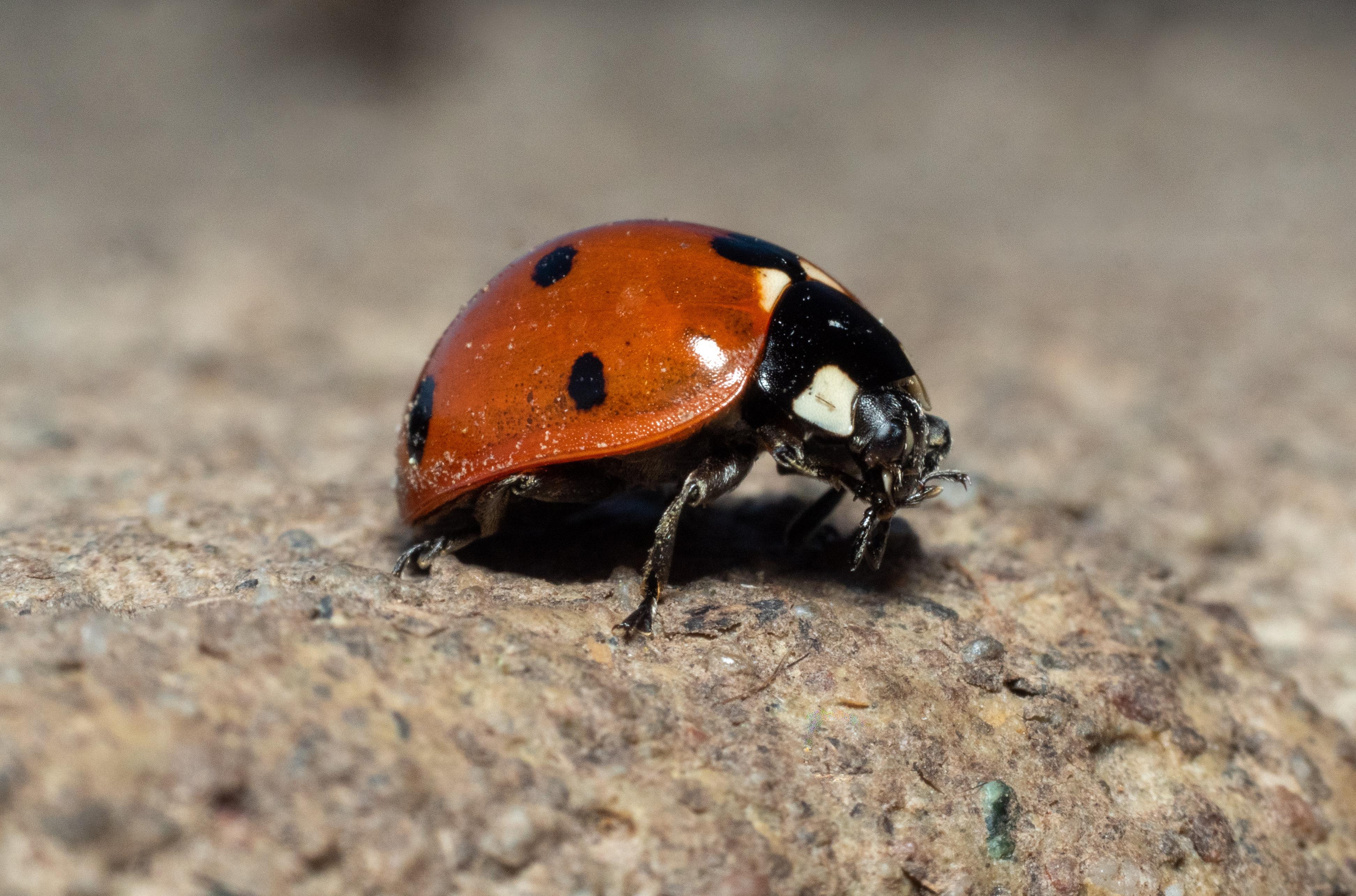 Lady Bug | Scrolller