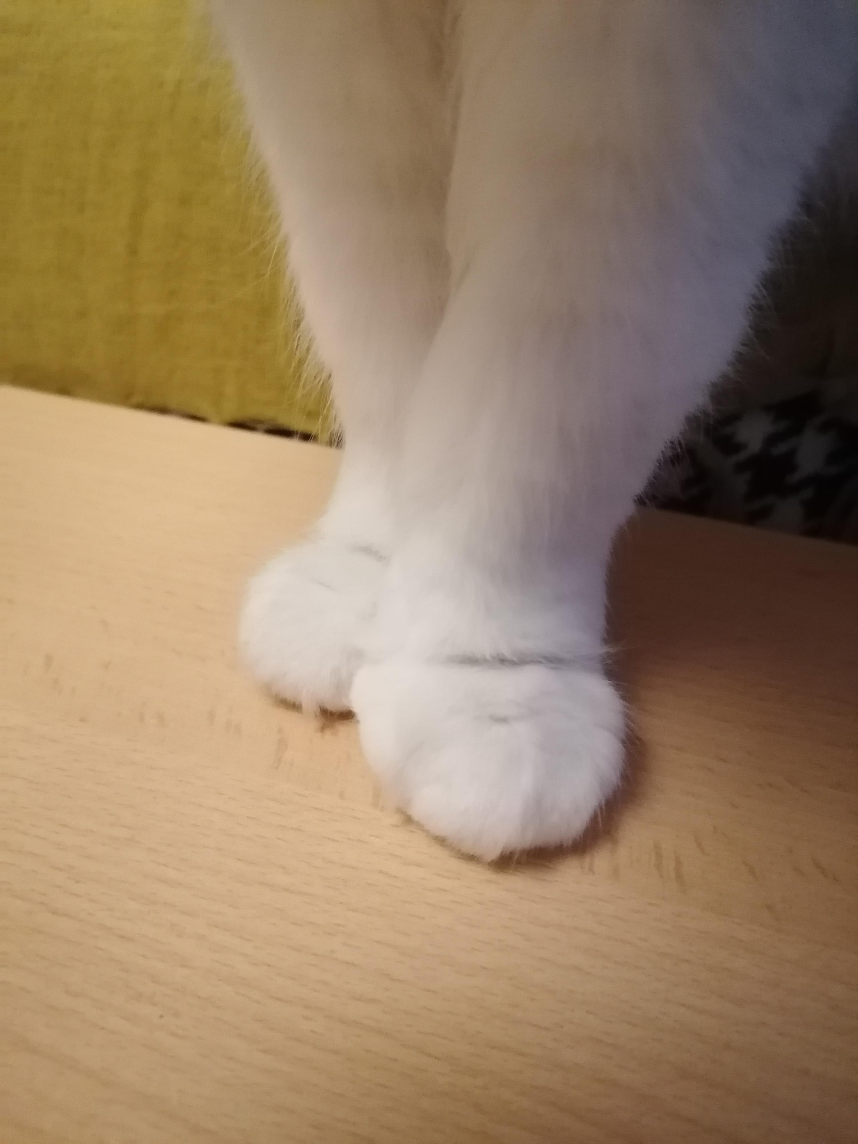 Lady paws | Scrolller