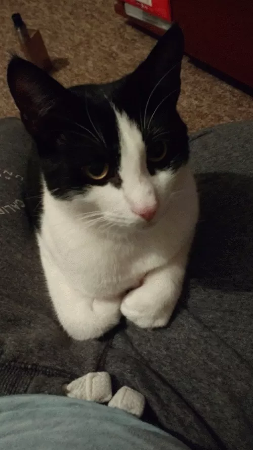 Lap loaf | Scrolller