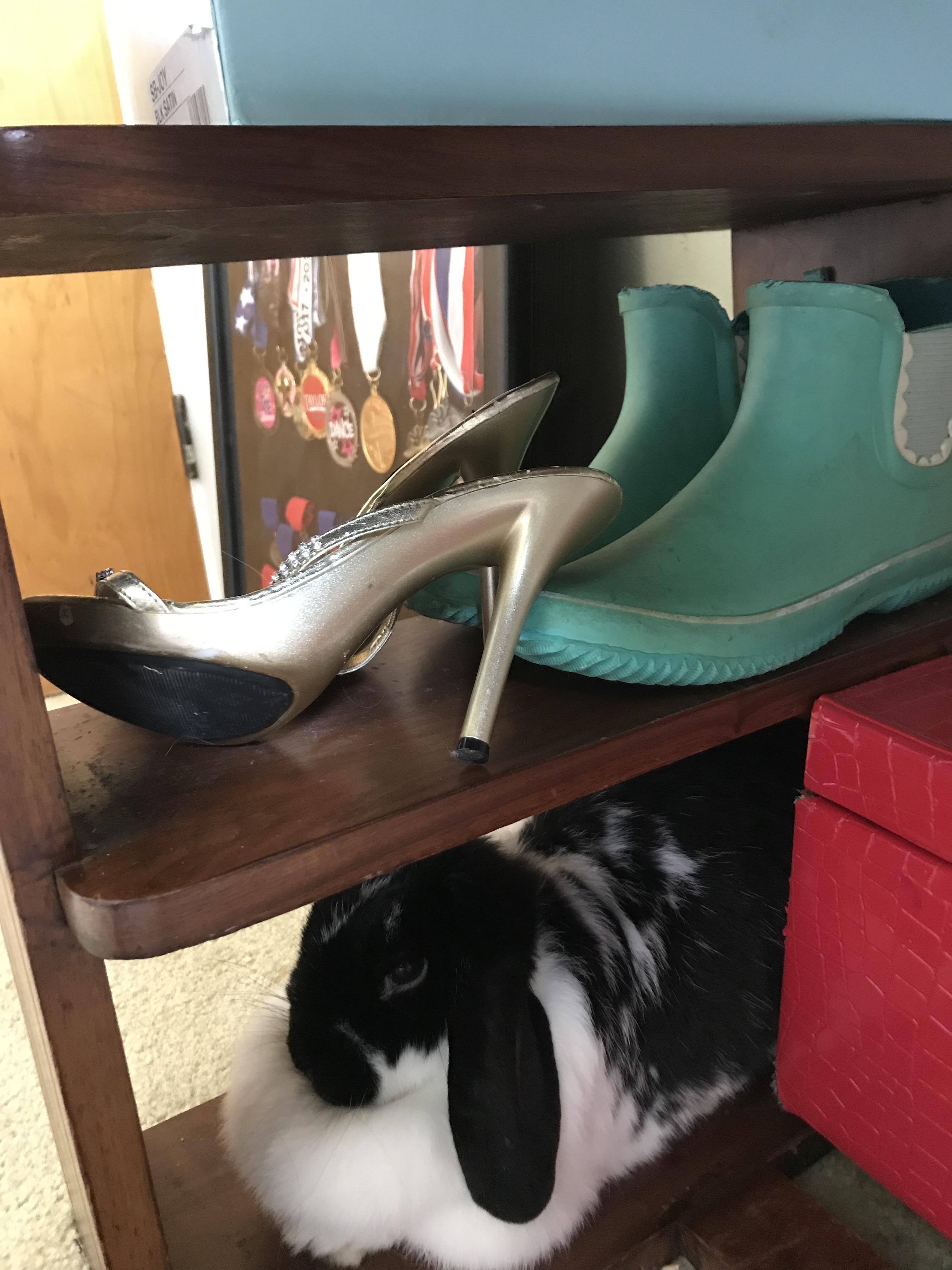 Lap on a shelf | Scrolller