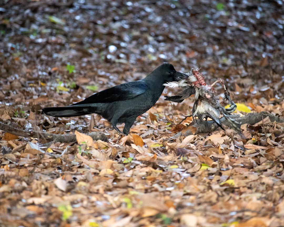 Large-billed Crow devouring the remains of a Eurasian Coot | Scrolller