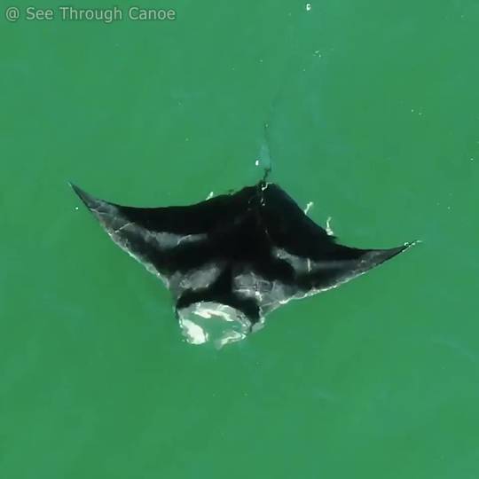 Large Manta Ray Swimming Along the Beach Close to Shore | Scrolller