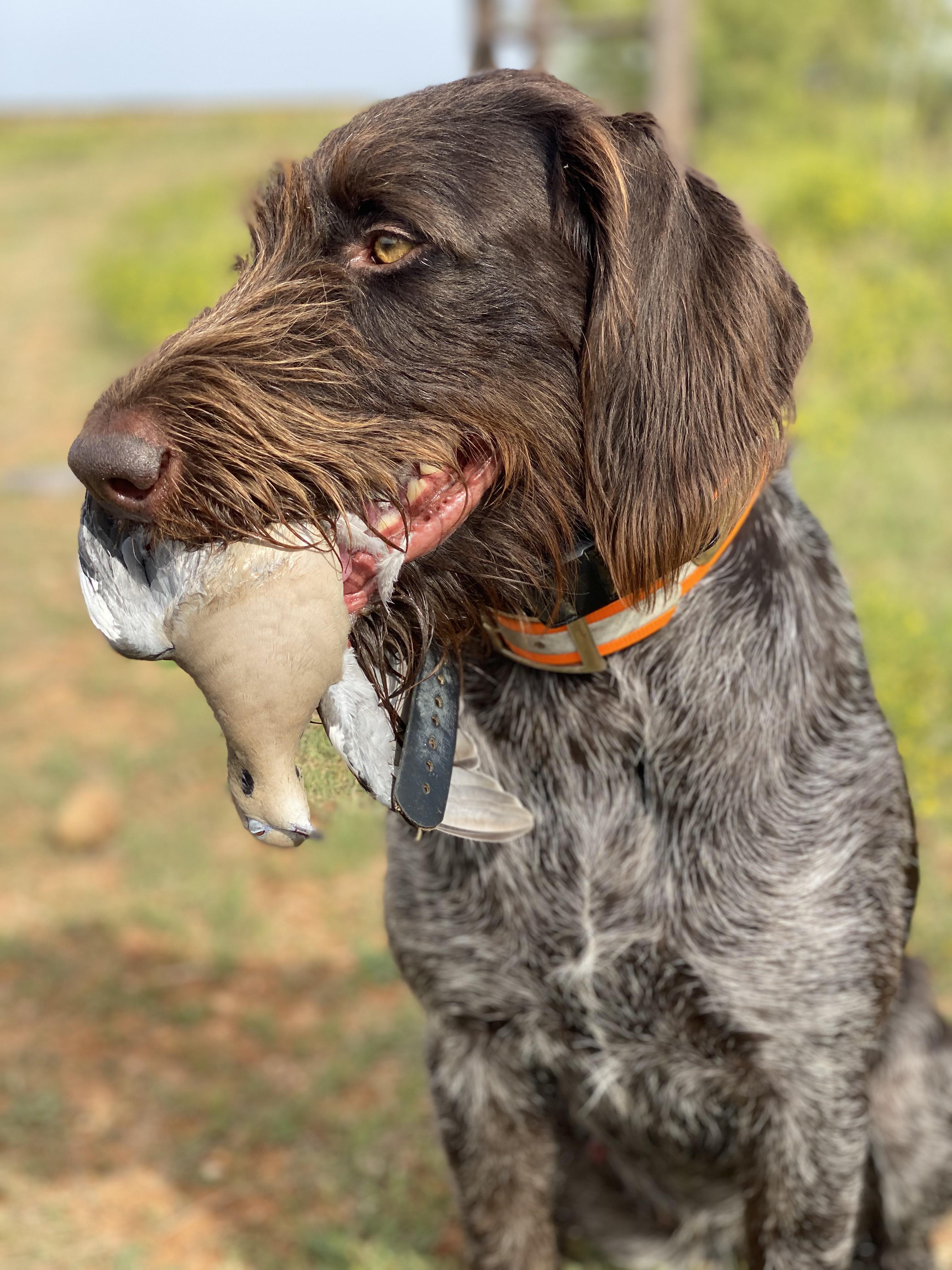 Late season dove were sporty and with the wind today. | Scrolller