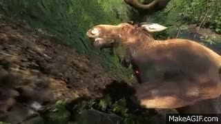 Laughing moose | Scrolller