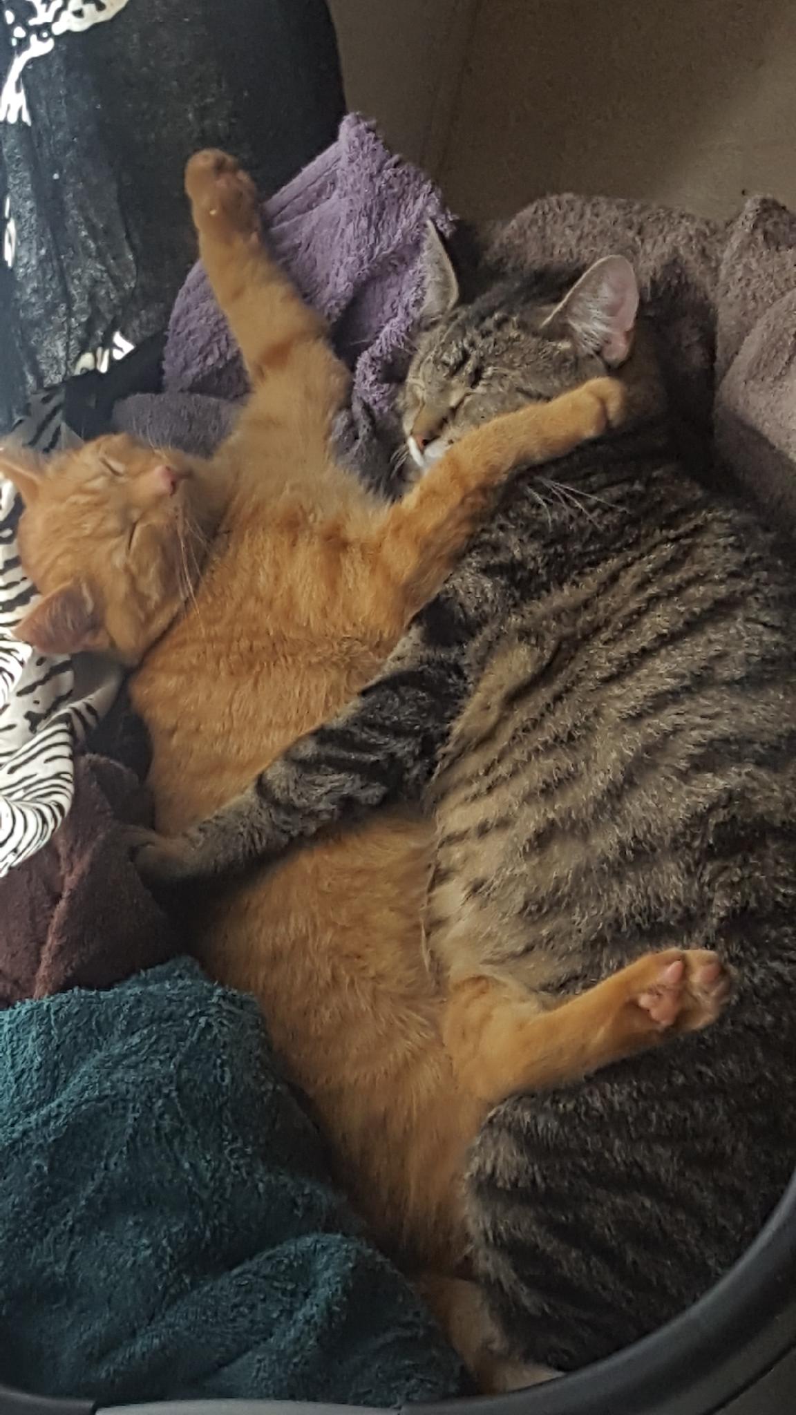Laundry basket cuddle puddle. | Scrolller