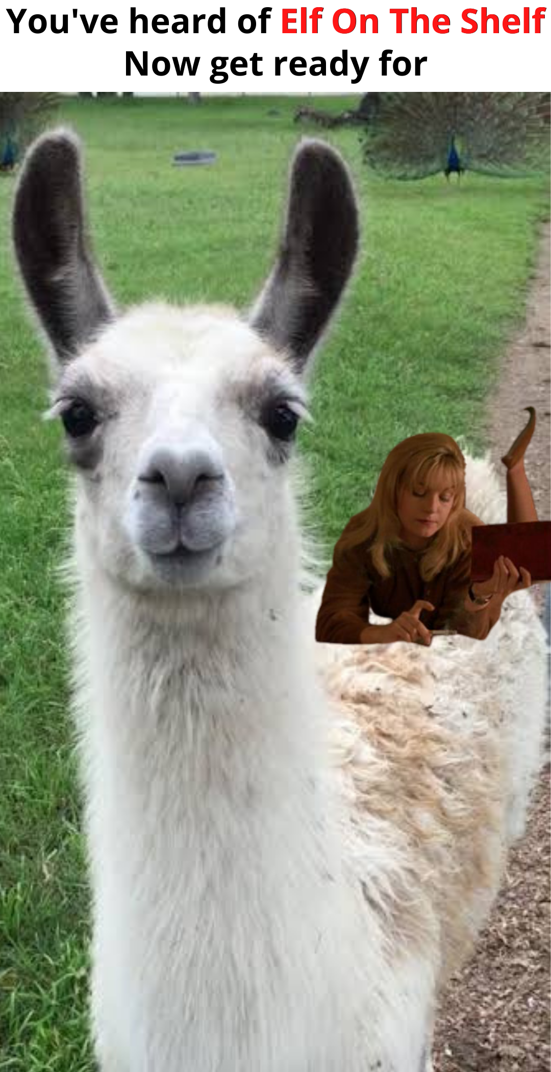 Laura Palmer on a llama | Scrolller